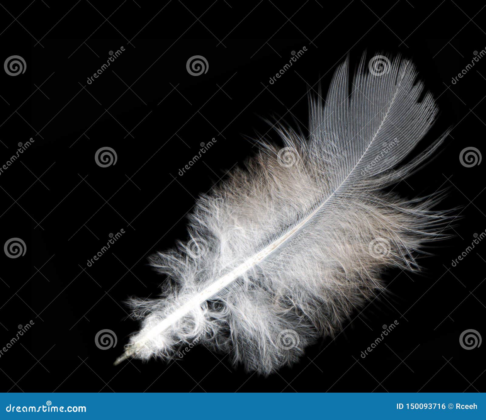 Fluffy feather stock photo. Image of natural, pattern - 150093716