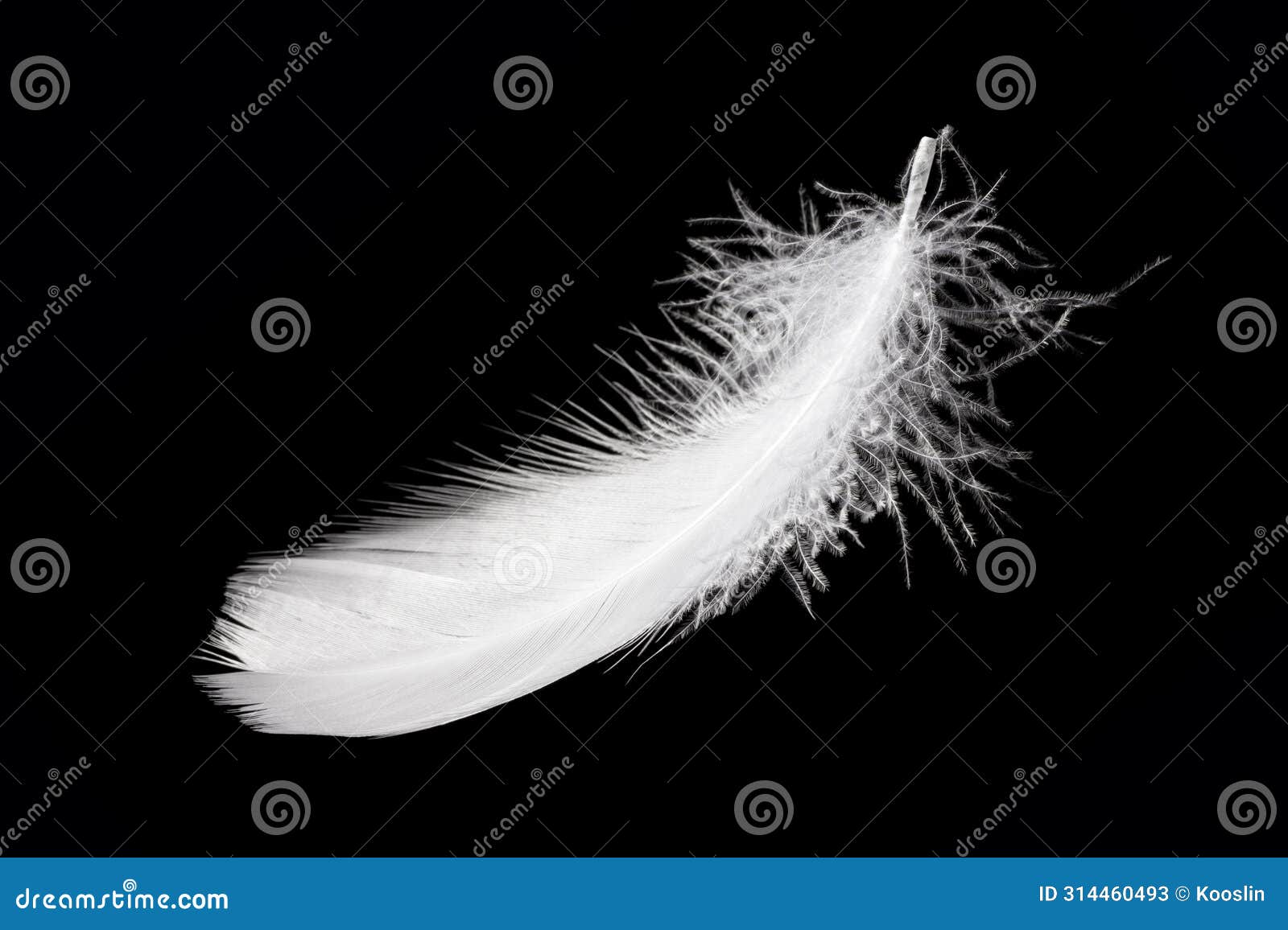 Fluffy white feather stock image. Image of falling, feather - 314460493