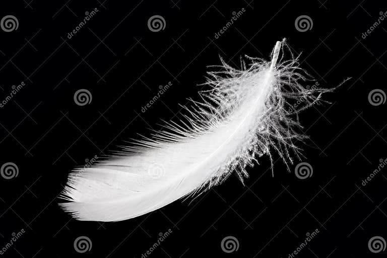 Fluffy white feather stock image. Image of falling, feather - 314460493