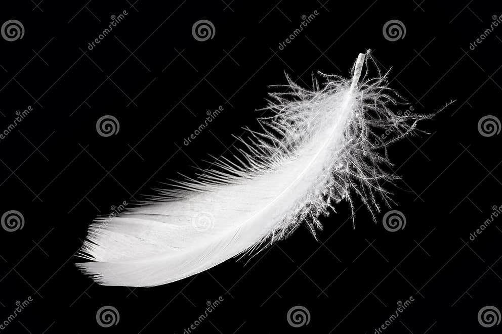Fluffy white feather stock image. Image of falling, feather - 314460493