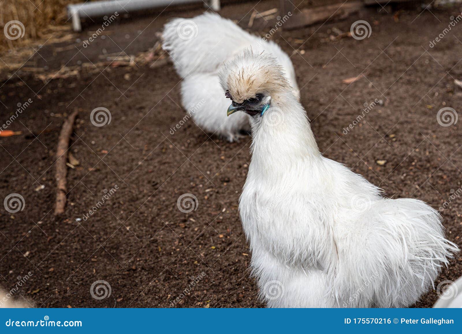 A Fluffy White Female Silkie Chicken Stock Photo - Image of livestock ...