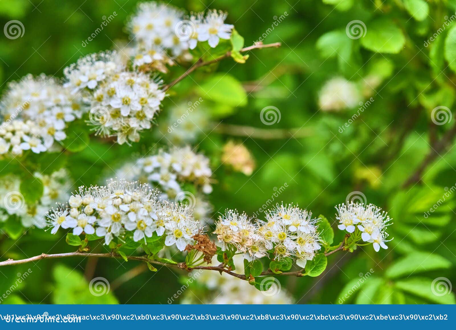 Fluffy White Flowers on a Tree General Plan Stock Image - Image of ...