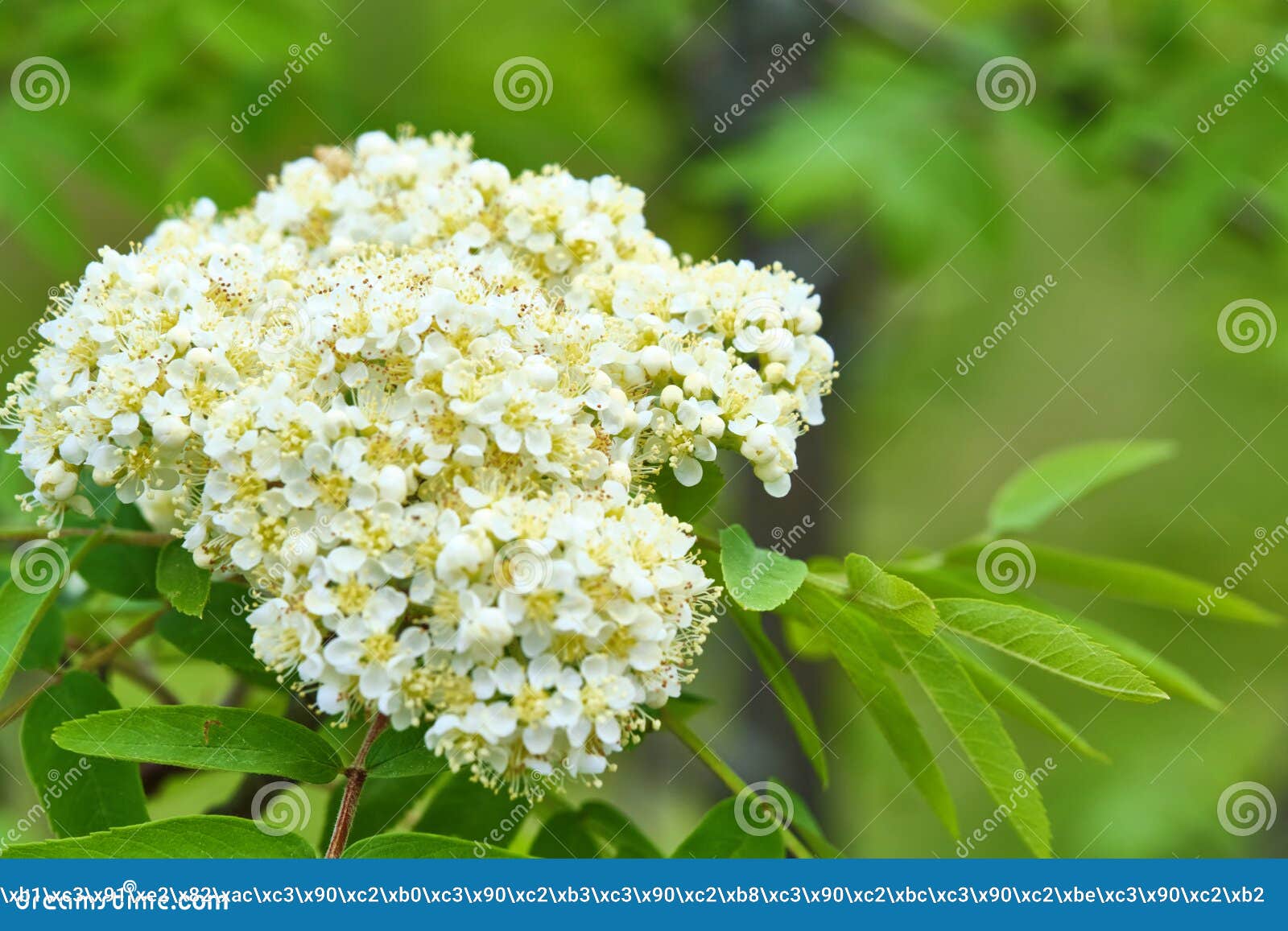 Fluffy White Flowers on a Tree General Plan Stock Photo - Image of ...