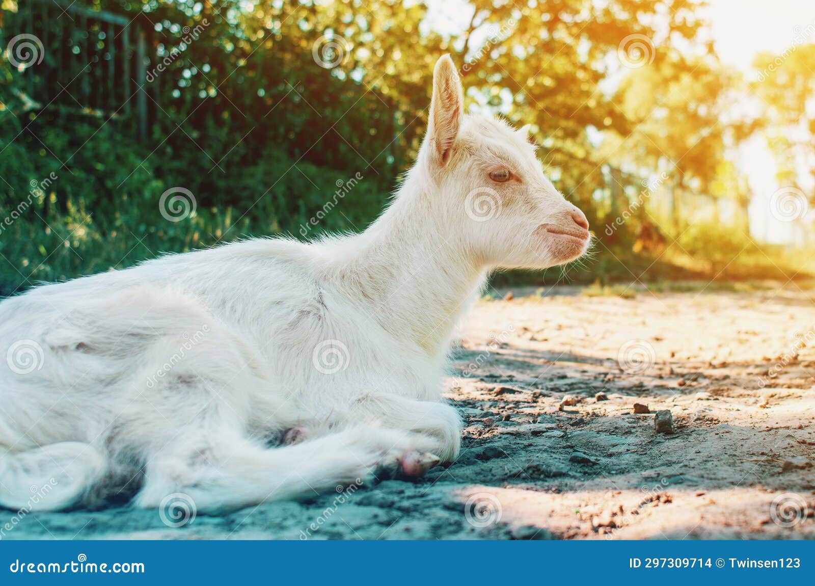 Fluffy White Goat with Horns on Nature and Sunlight Stock Photo - Image ...