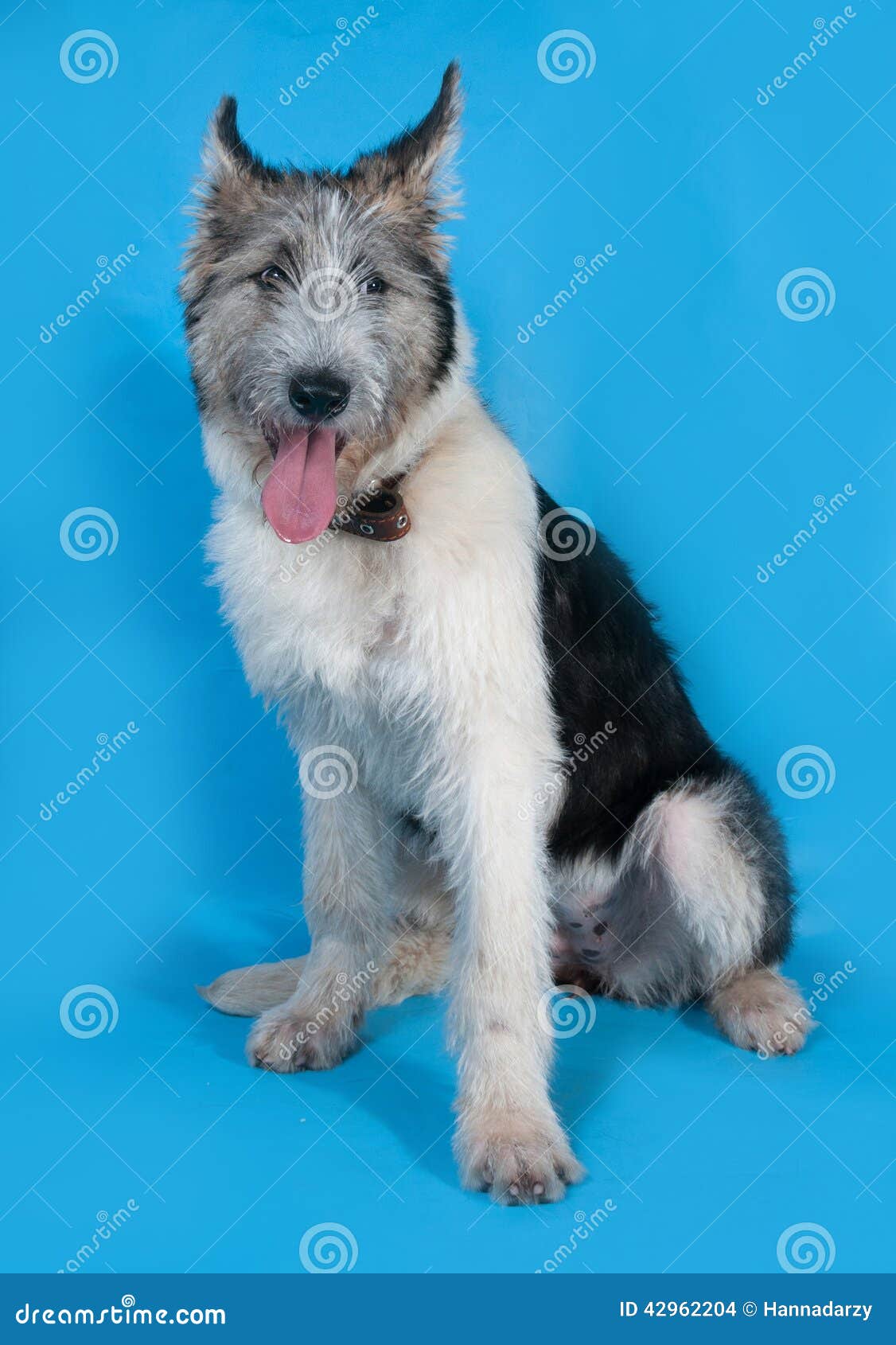 Fluffy White and Gray Dog is Sitting on Blue Stock Photo - Image of ...