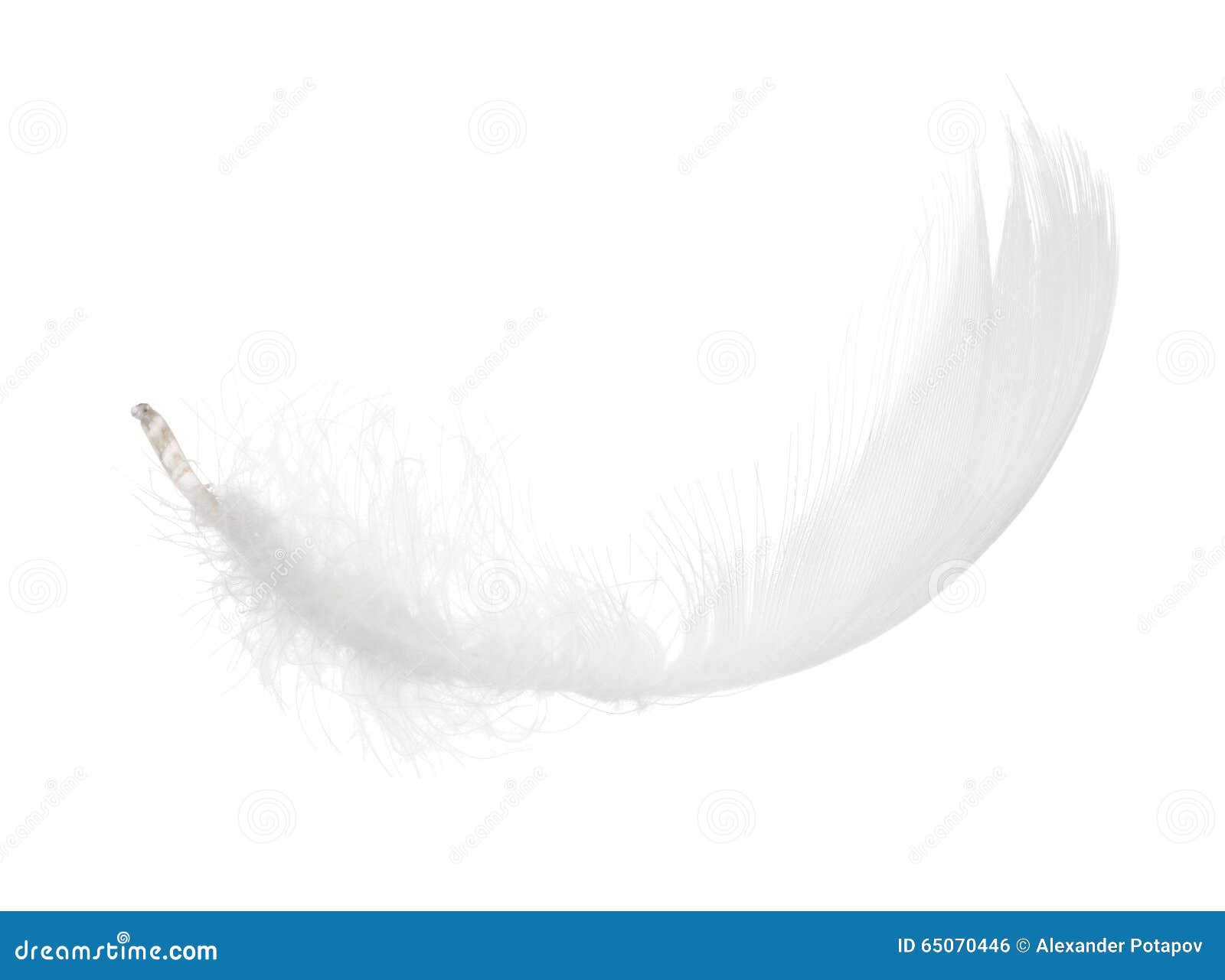 Fluffy White Isolated Feather Curl Stock Photo - Image of downy, bird ...