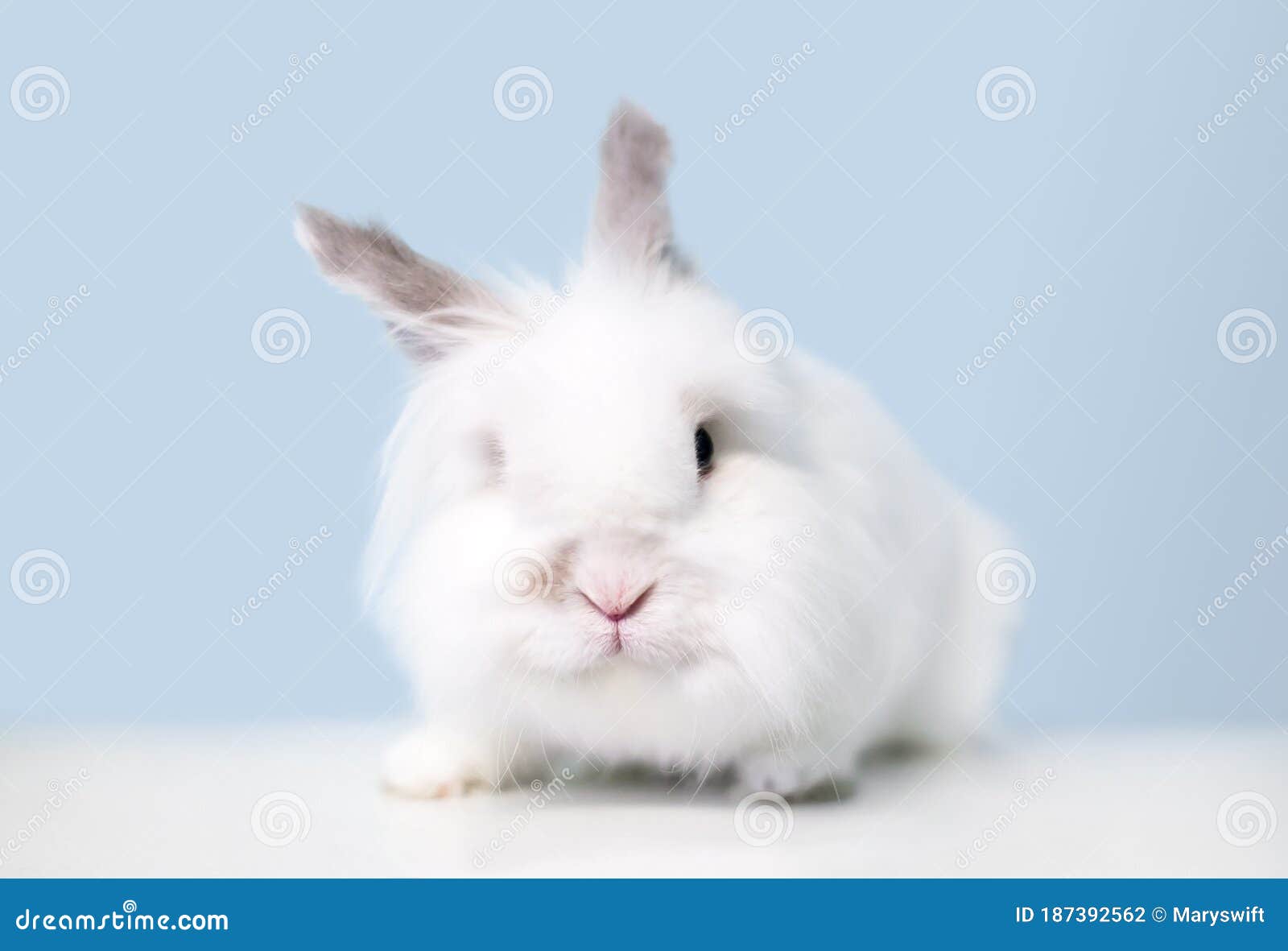 A Fluffy White Jersey Wooly Rabbit Stock Photo - Image of rabbit ...