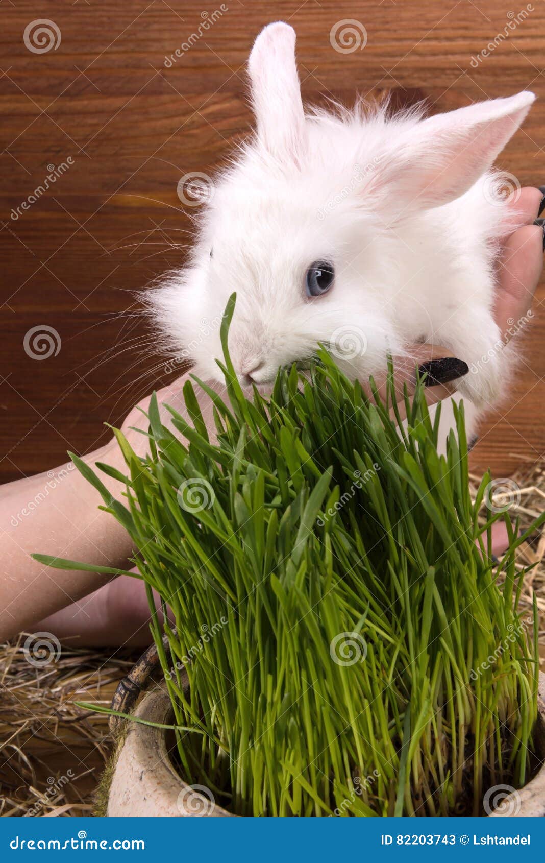 Fluffy white little rabbit stock image. Image of domestic - 82203743