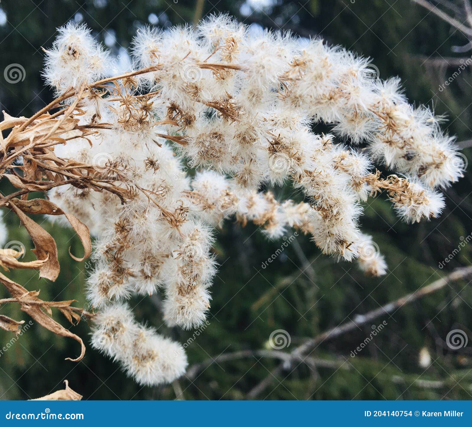 Fluffy White Plant stock photo. Image of fluffy, plant - 204140754