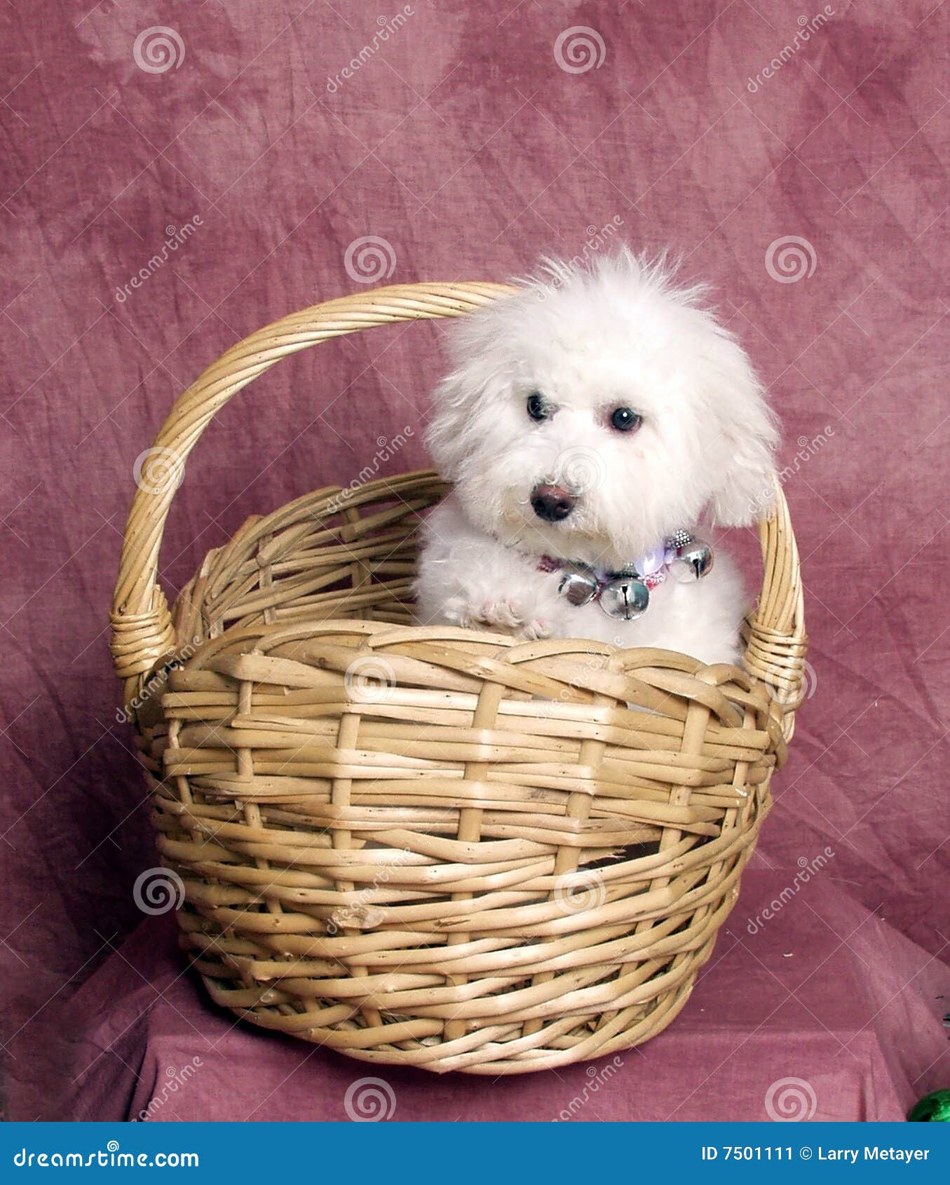 Fluffy White Puppy in a Wicker Basket. Stock Image - Image of yorkie ...