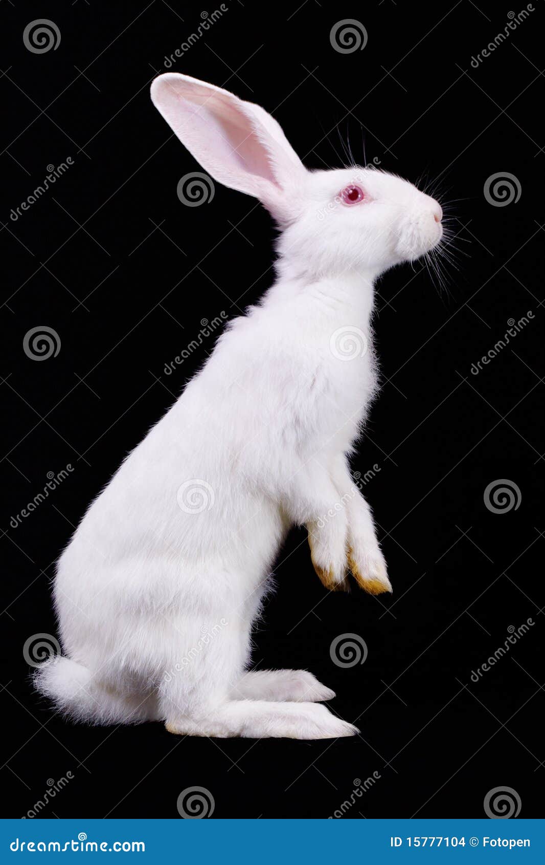 Fluffy White Rabbit Stock Images - Image: 15777104