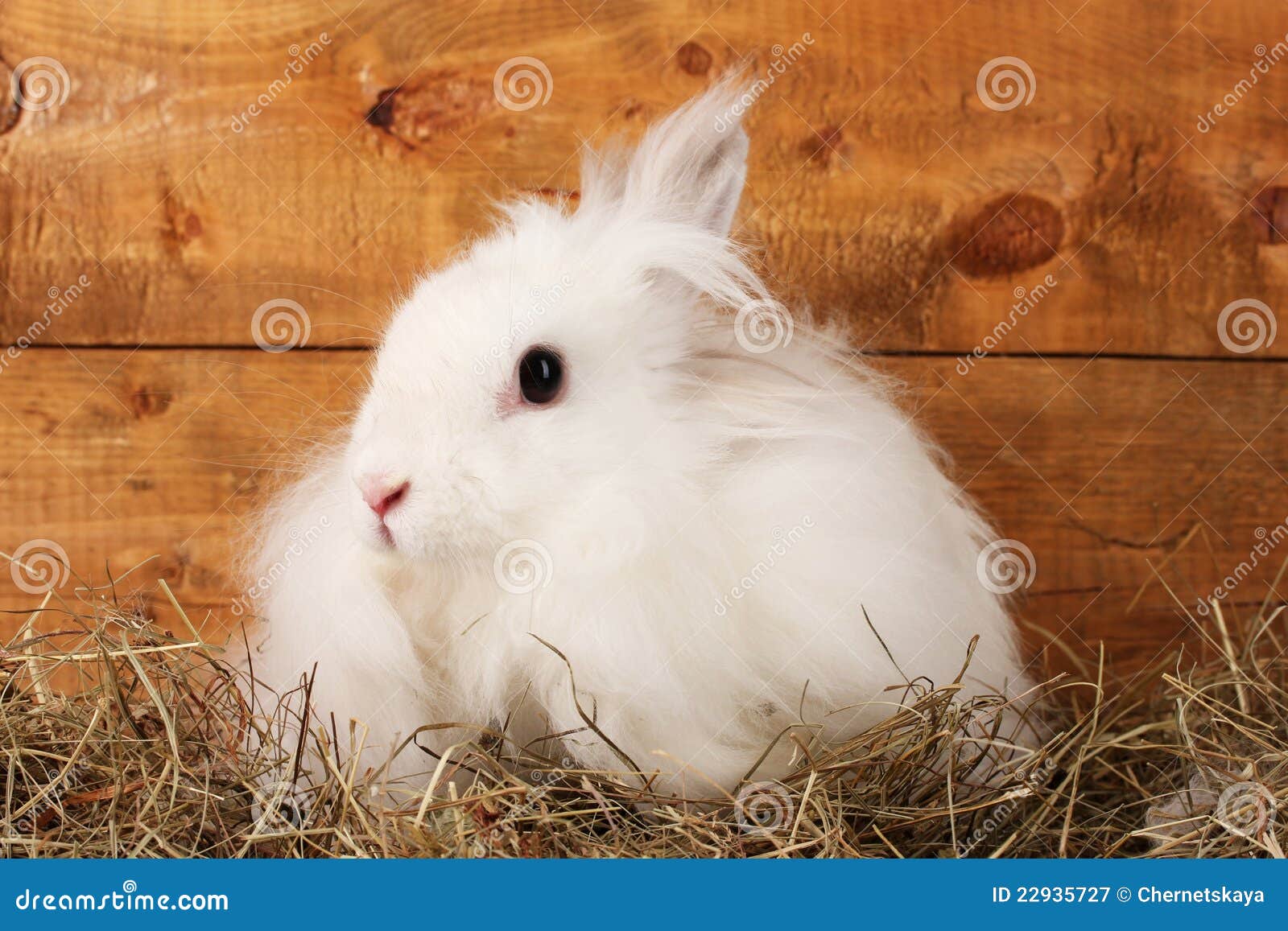 Fluffy White Rabbit Royalty Free Stock Photography - Image: 22935727