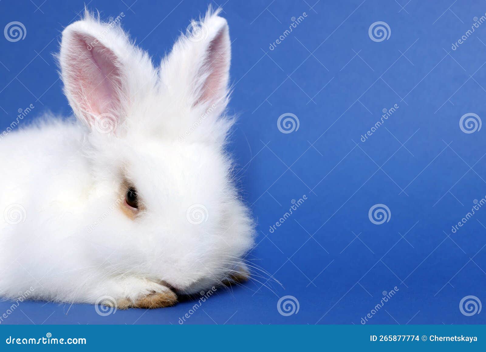 Fluffy White Rabbit on Blue Background, Closeup with Space for Text ...