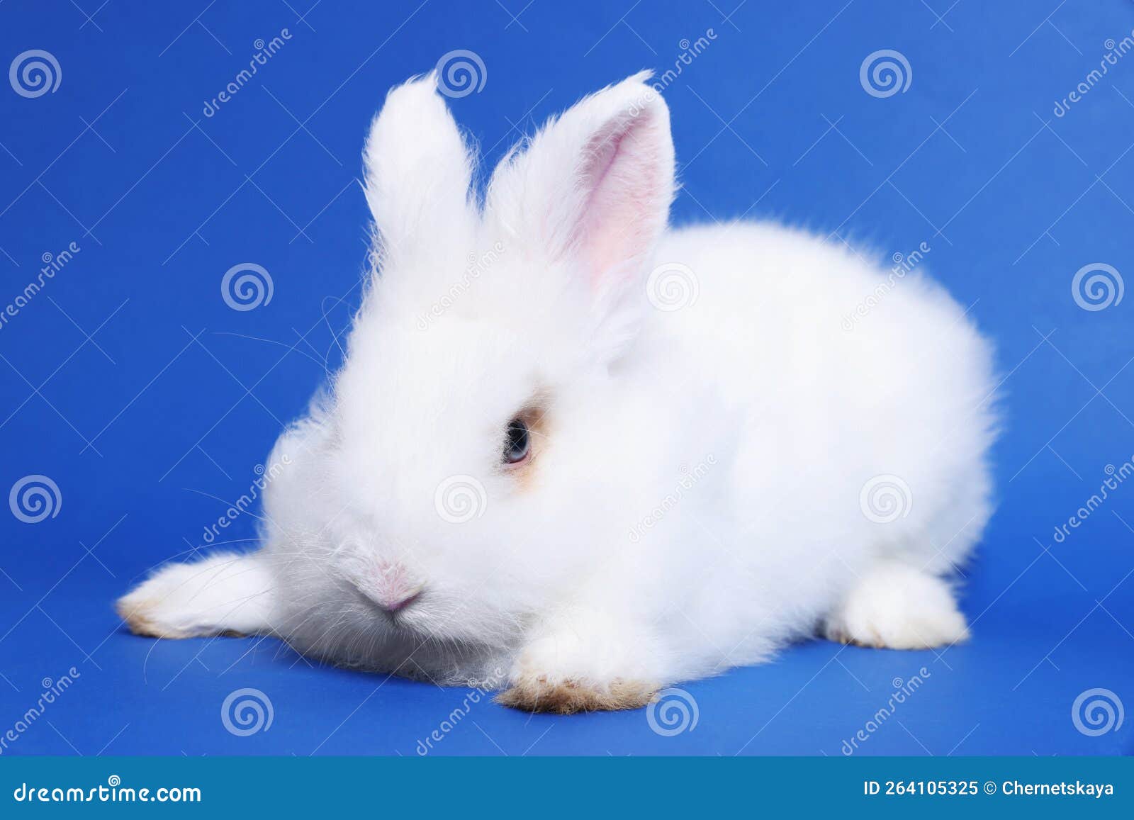 Fluffy White Rabbit on Blue Background. Cute Pet Stock Image - Image of ...