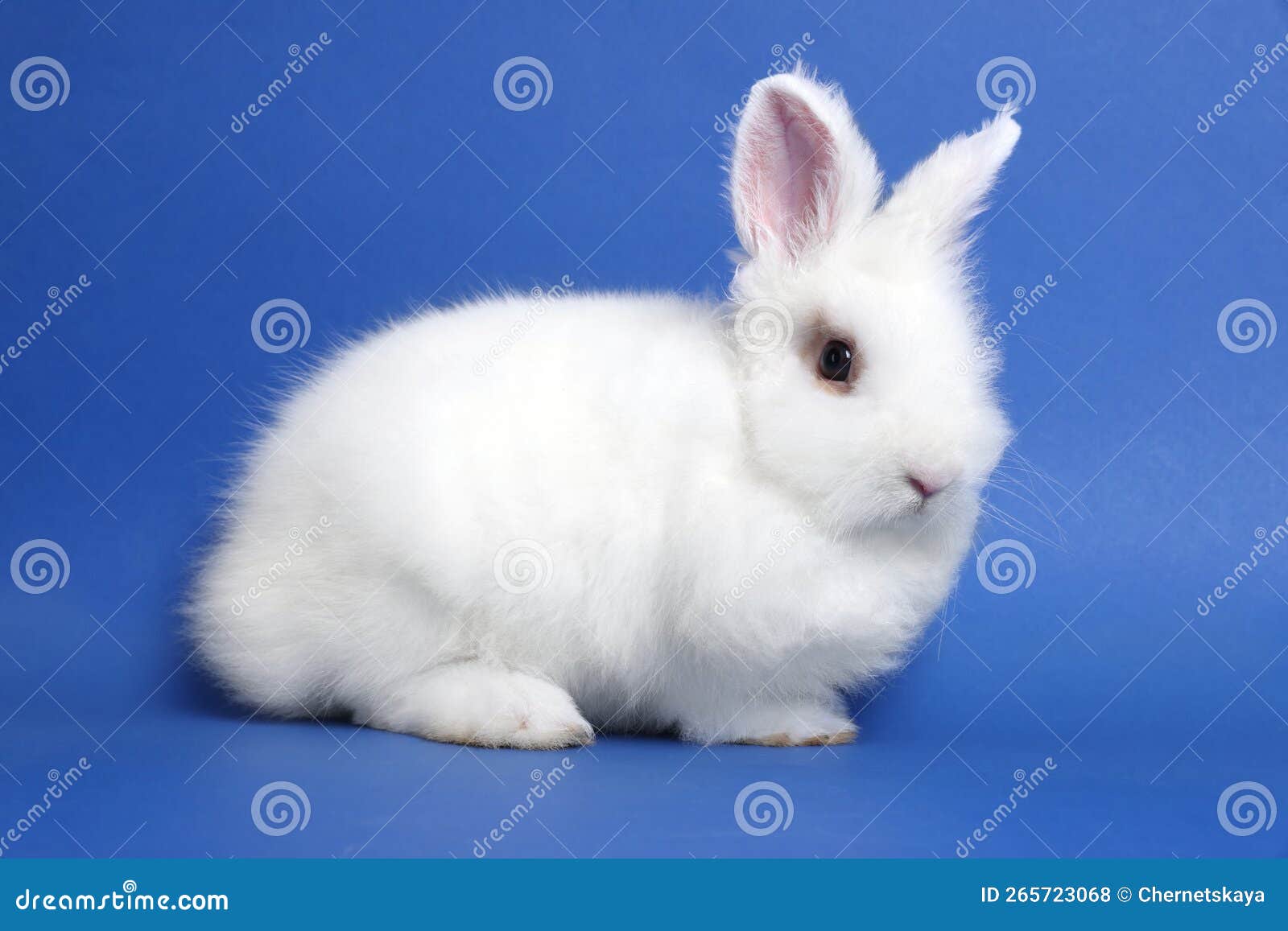 Fluffy White Rabbit on Blue Background. Cute Pet Stock Photo - Image of ...