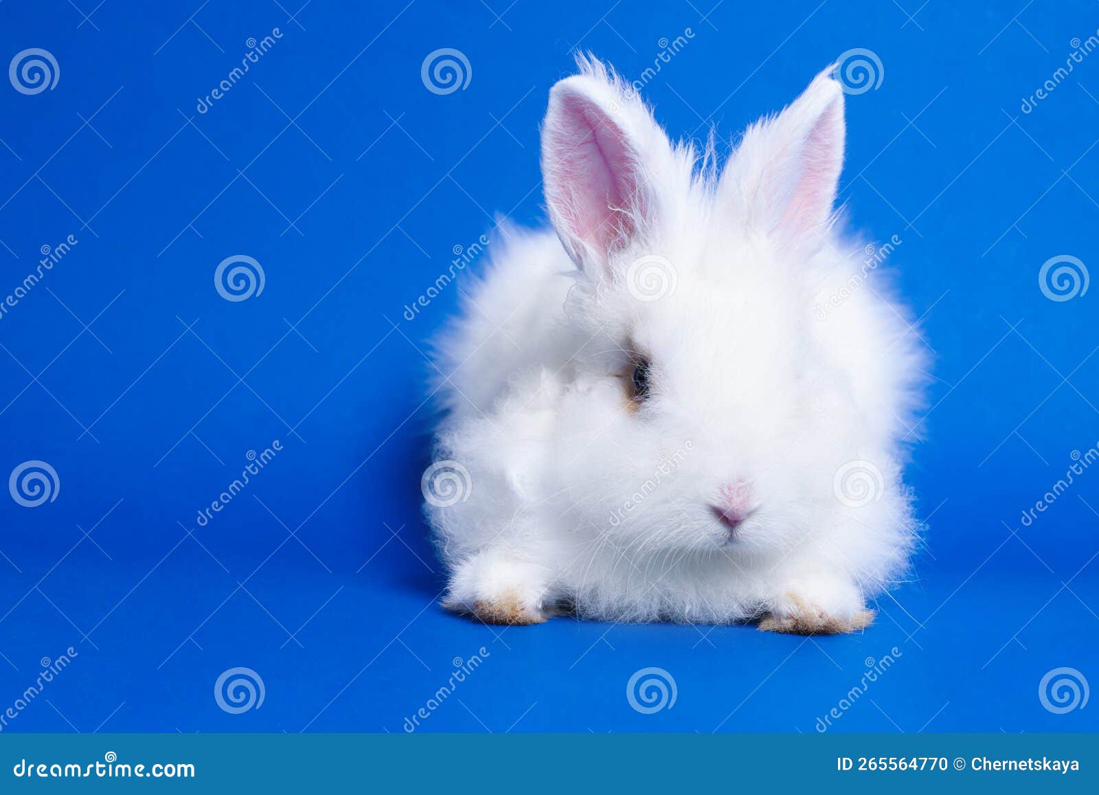 Fluffy White Rabbit on Blue Background, Space for Text. Cute Pet Stock ...