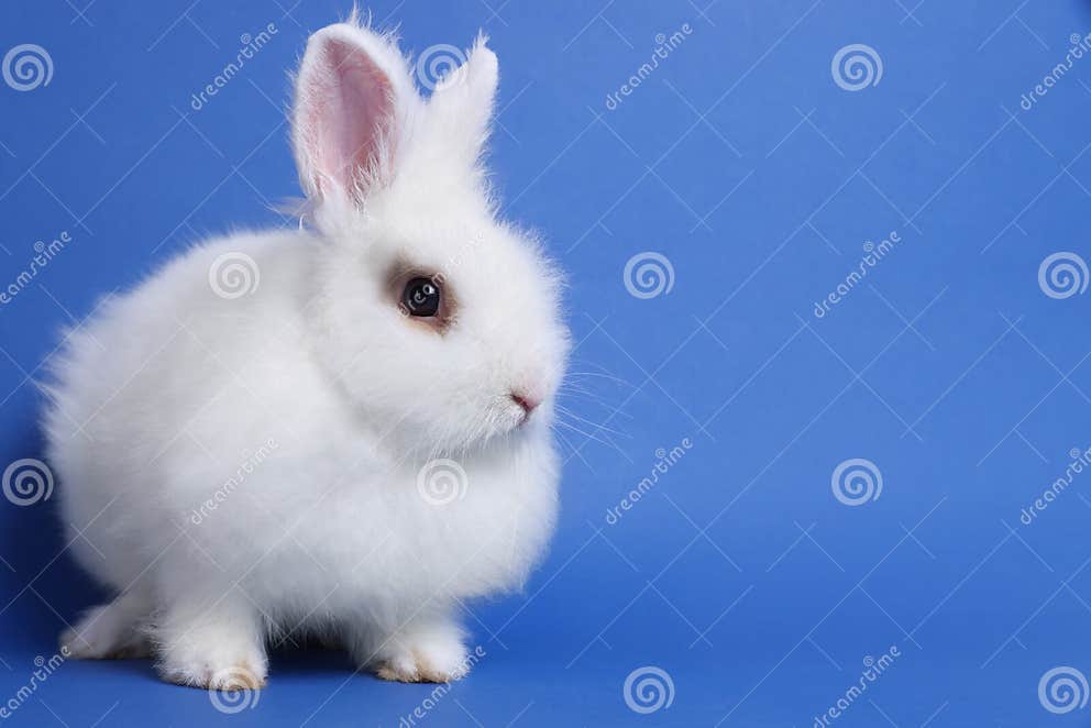 Fluffy White Rabbit on Blue Background, Space for Text. Cute Pet Stock ...