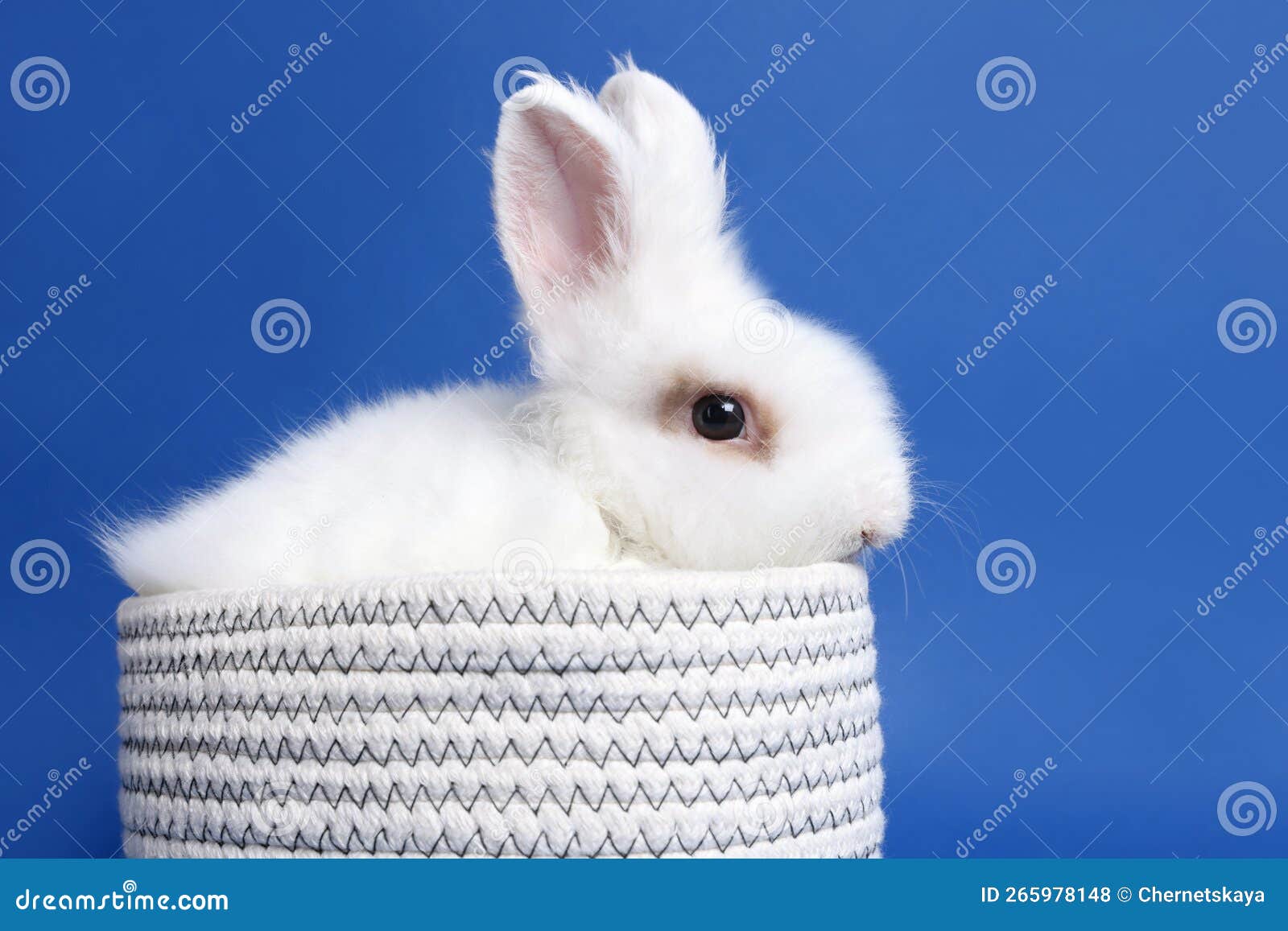 Fluffy White Rabbit in Knitted Basket on Blue Background. Cute Pet ...