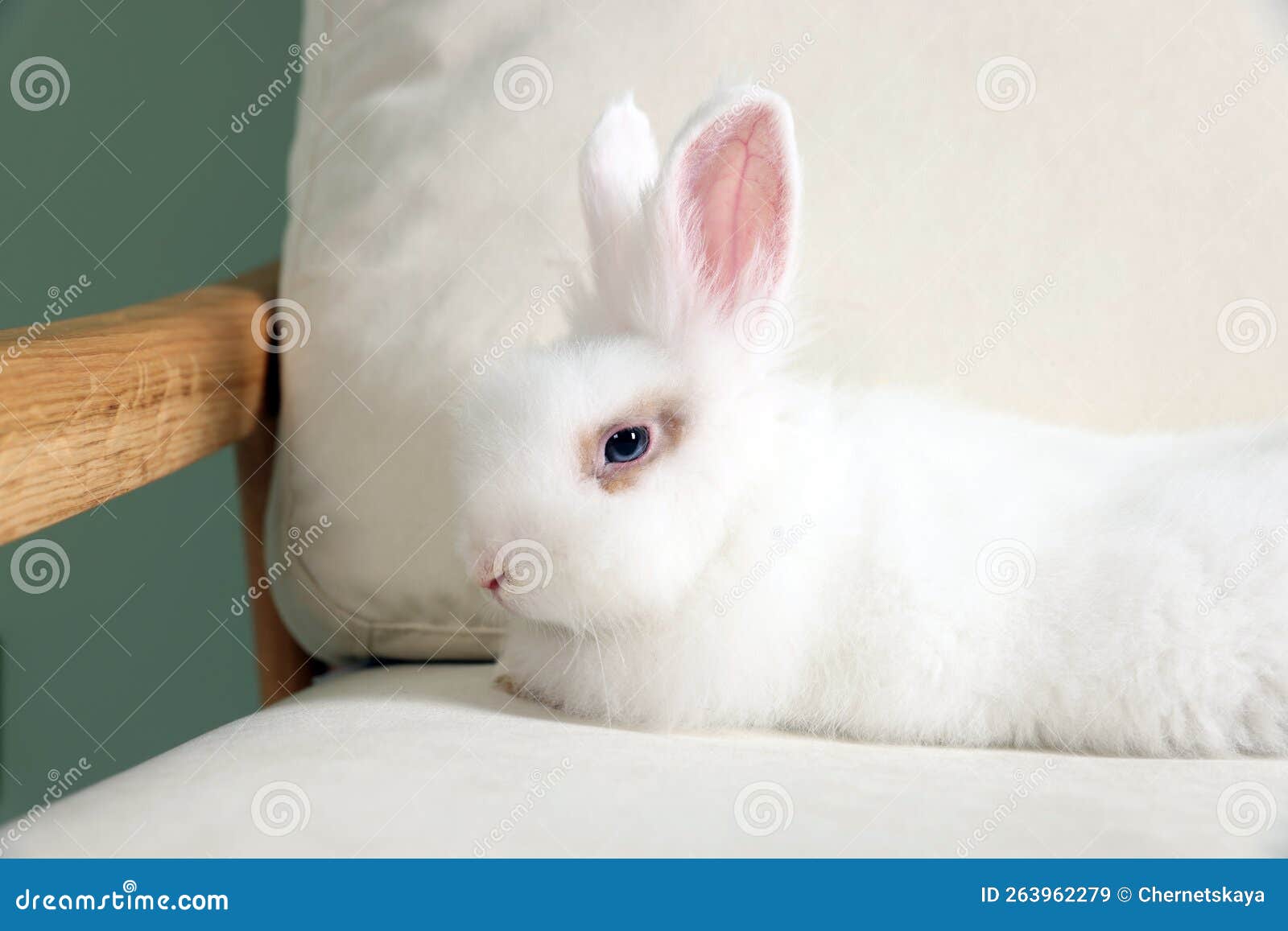 Fluffy White Rabbit on Sofa. Cute Pet Stock Image - Image of fluffy ...