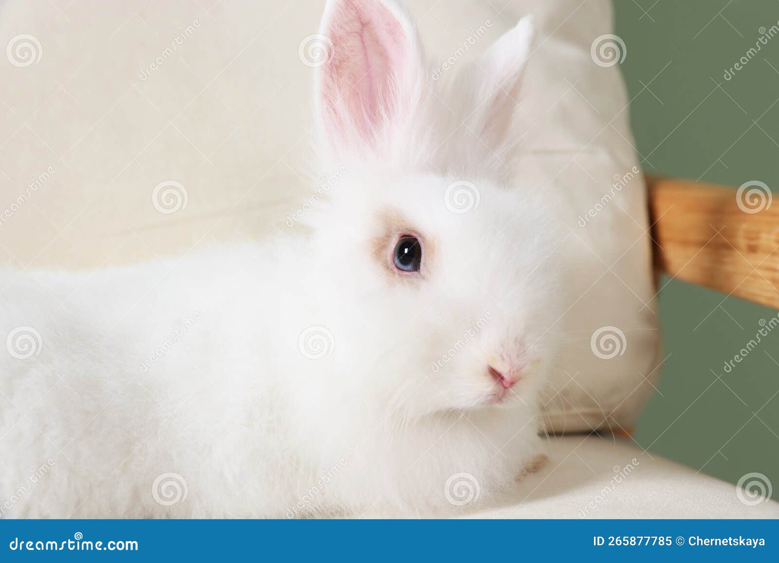 Fluffy White Rabbit on Sofa. Cute Pet Stock Image - Image of ears ...