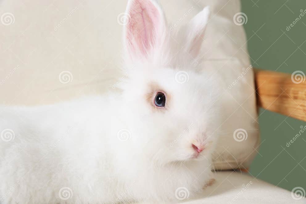 Fluffy White Rabbit on Sofa. Cute Pet Stock Image - Image of ears ...