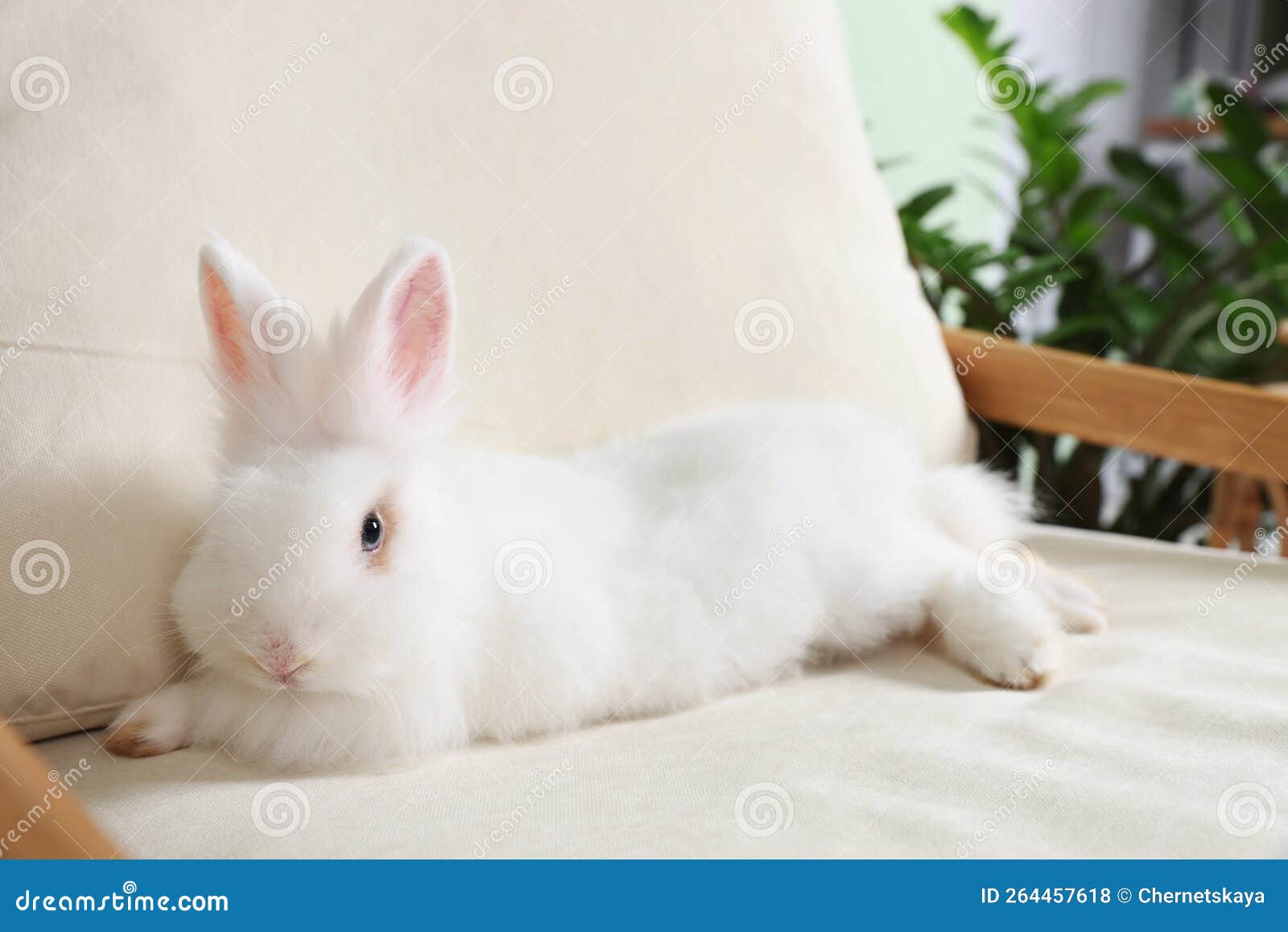 Fluffy White Rabbit on Sofa Indoors. Cute Pet Stock Photo - Image of ...