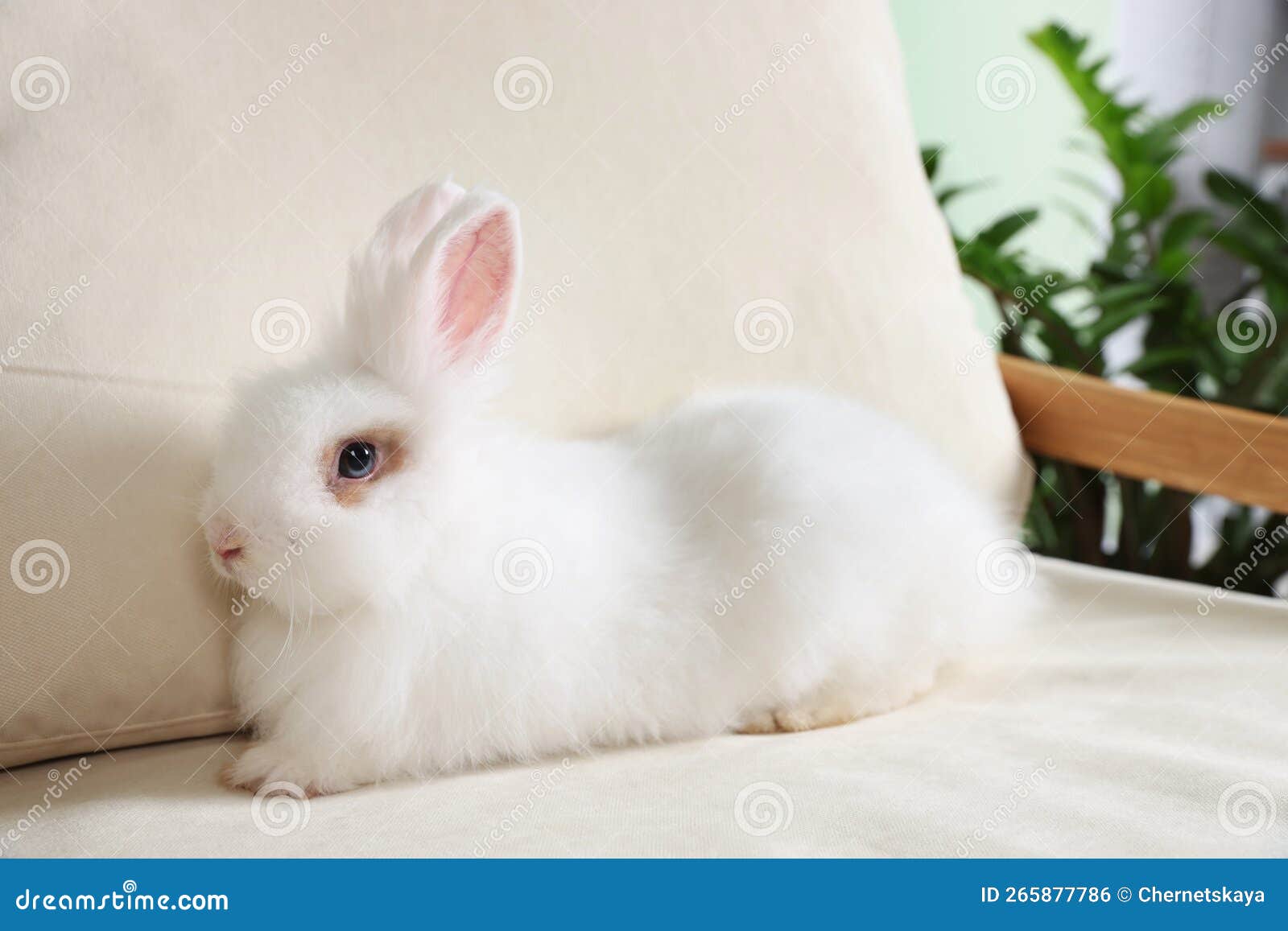 Fluffy White Rabbit on Sofa Indoors. Cute Pet Stock Photo - Image of ...