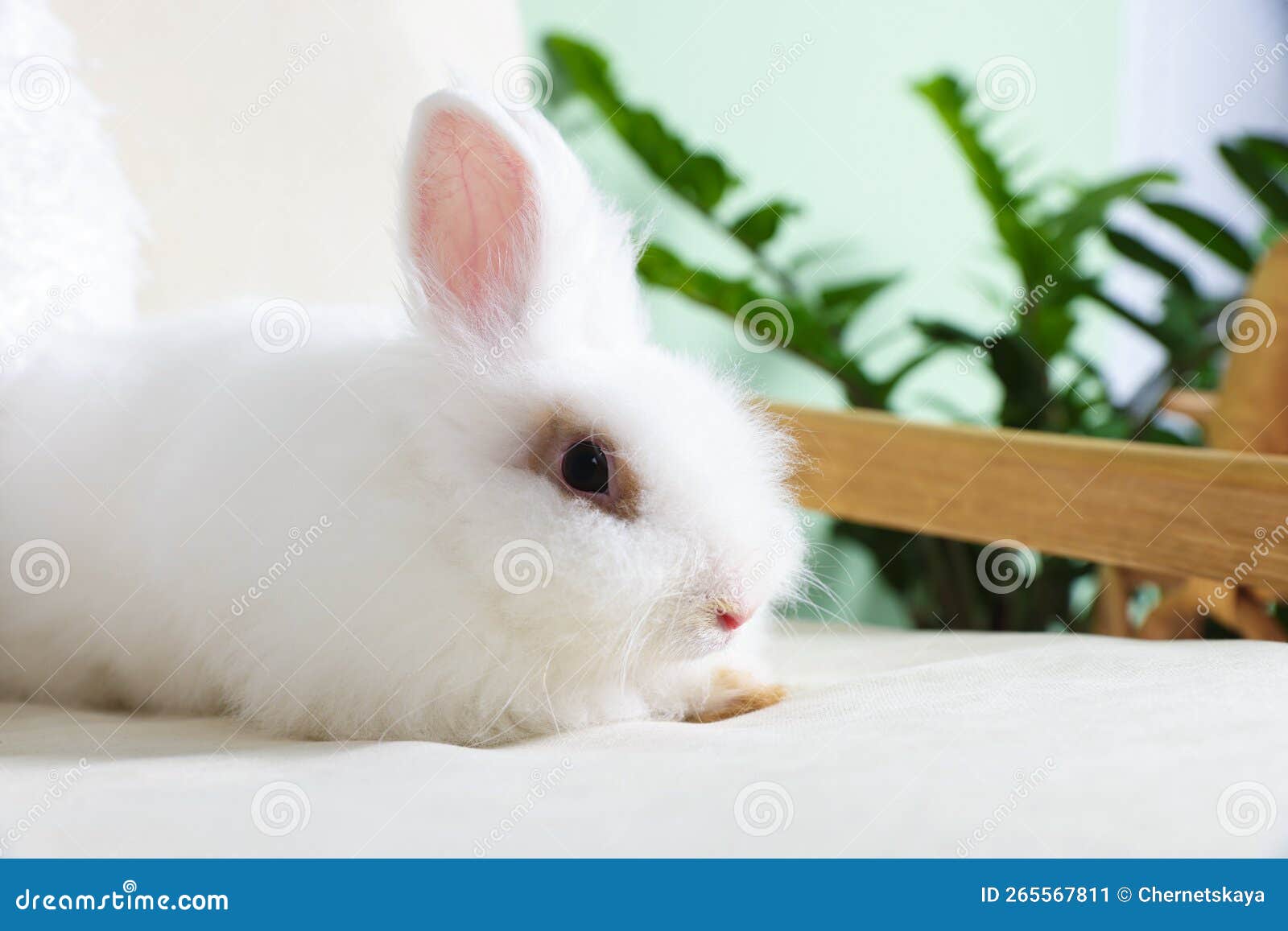 Fluffy White Rabbit on Sofa Indoors, Space for Text. Cute Pet Stock ...