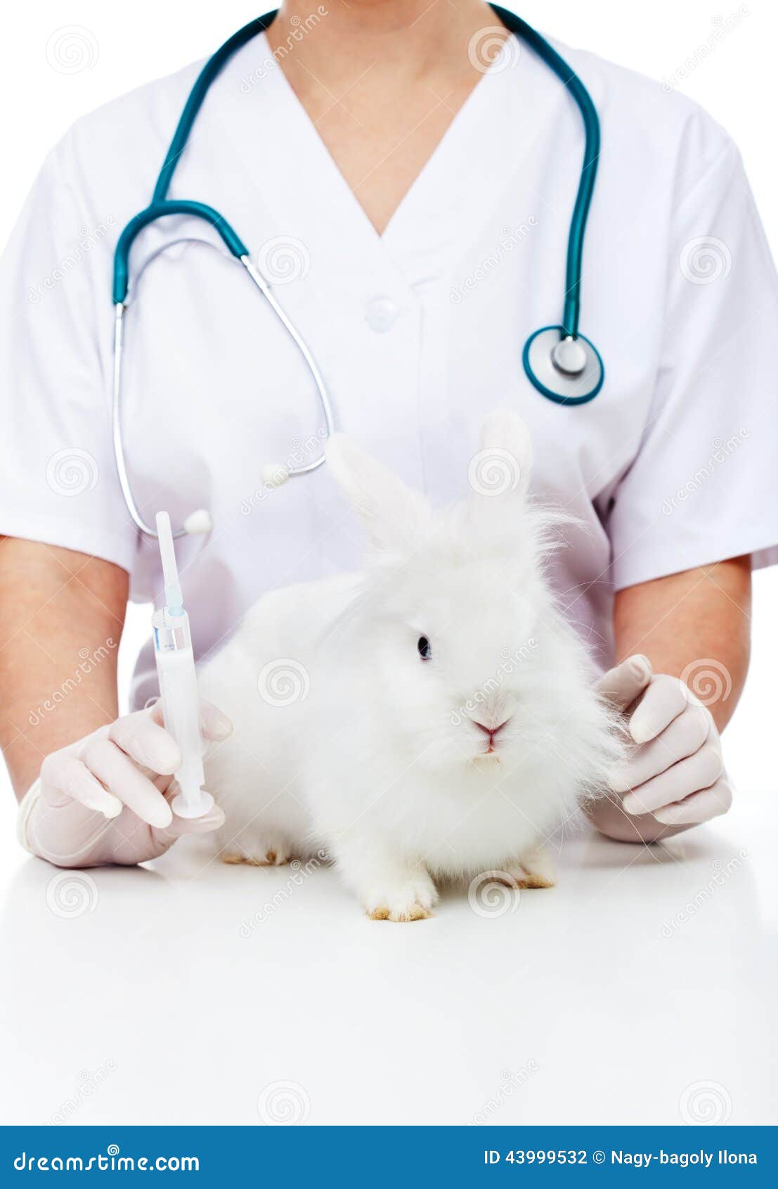 Fluffy White Rabbit Waiting for an Injection at the Veterinary Stock ...