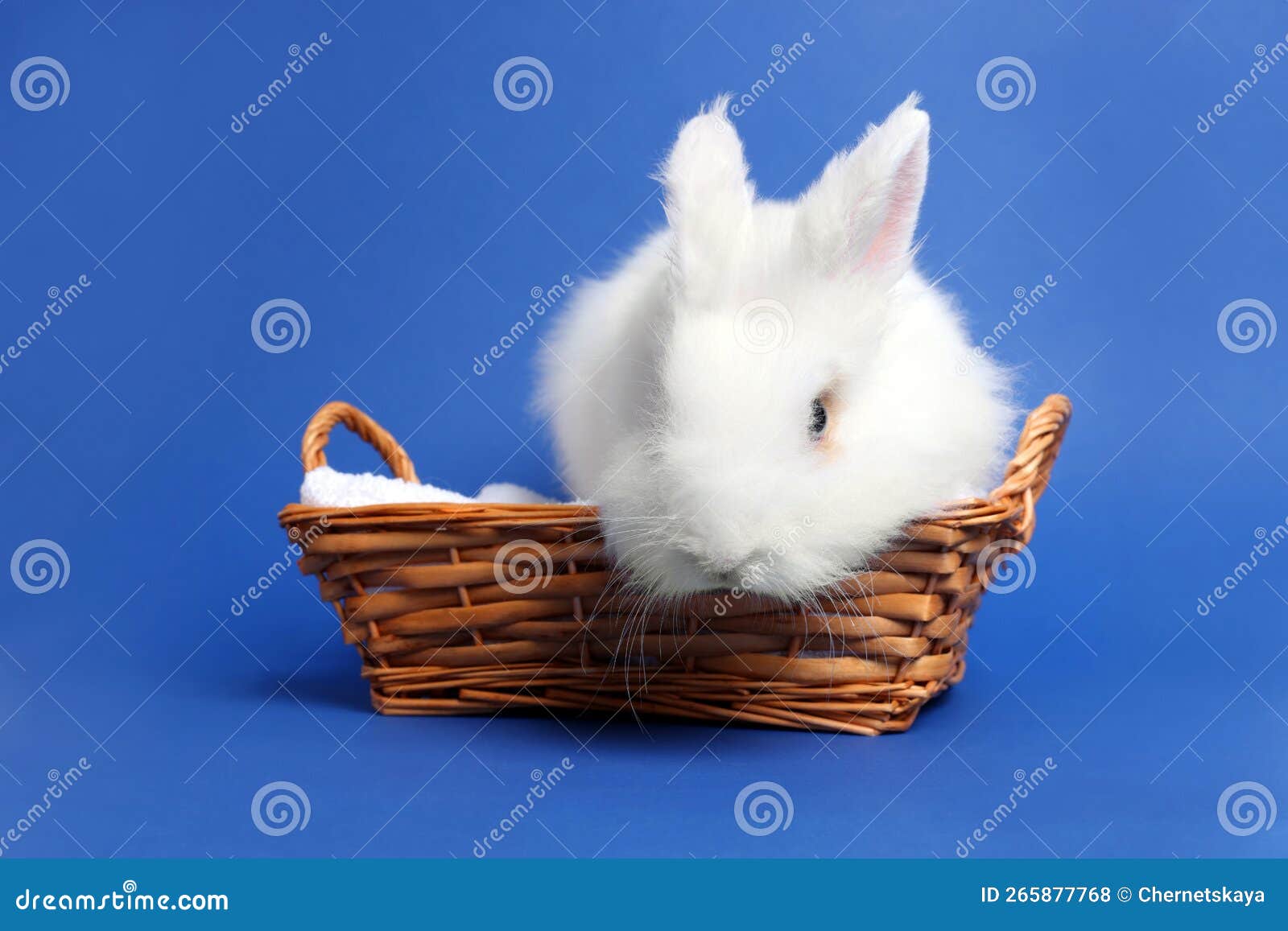 Fluffy White Rabbit in Wicker Basket on Blue Background. Cute Pet Stock ...