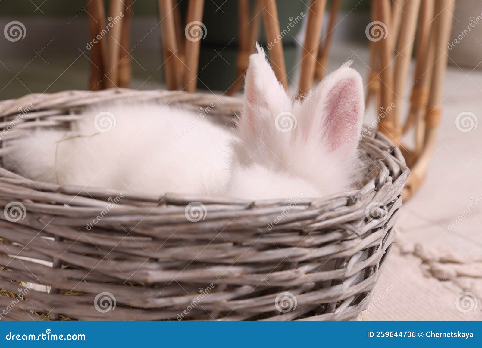 Fluffy White Rabbit in Wicker Basket Indoors. Cute Pet Stock Photo ...