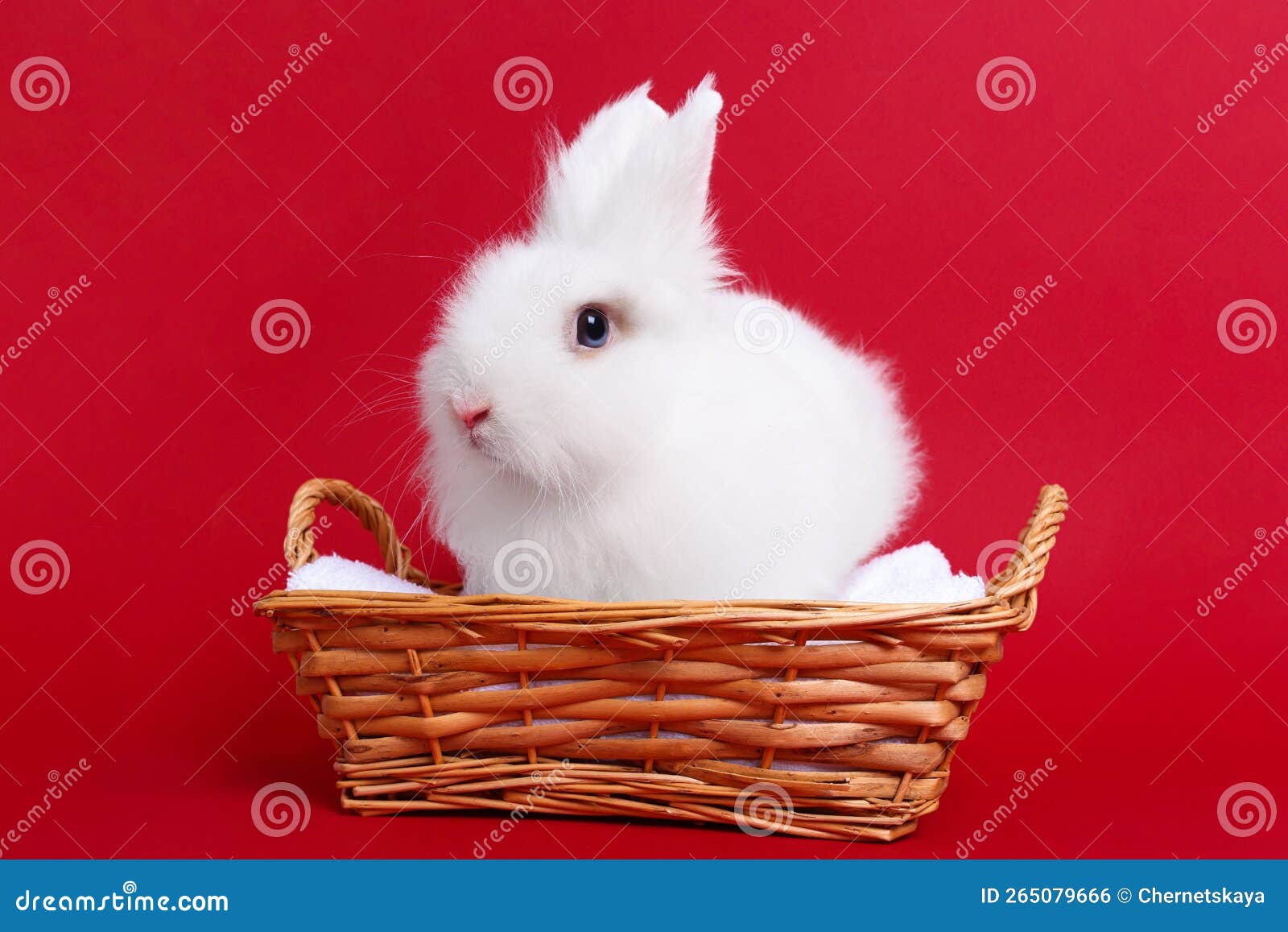 Fluffy White Rabbit in Wicker Basket on Red Background. Cute Pet Stock ...