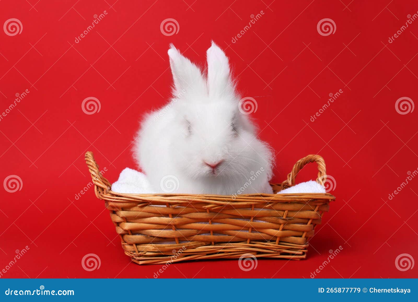 Fluffy White Rabbit in Wicker Basket on Red Background. Cute Pet Stock ...