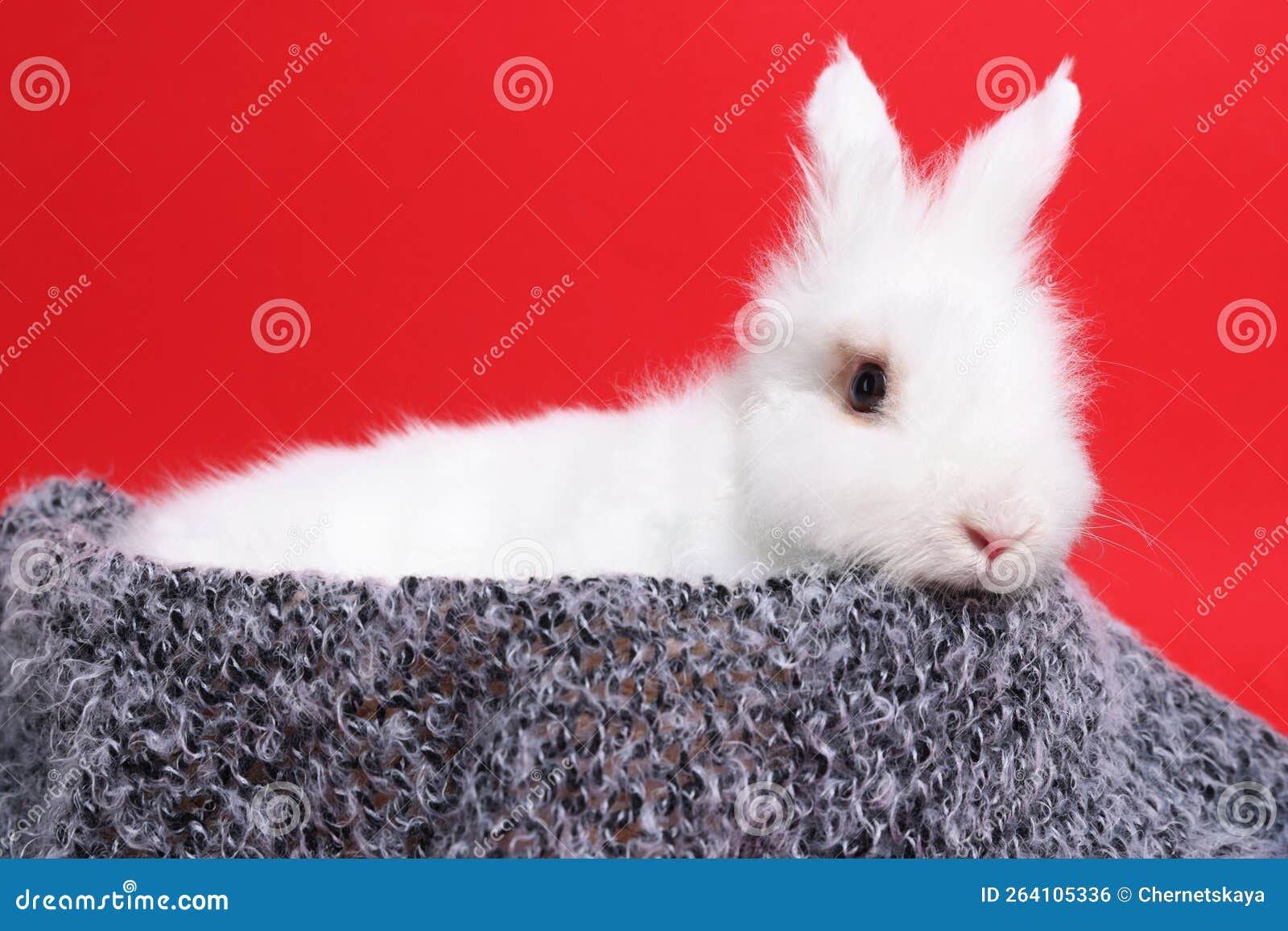 Fluffy White Rabbit Wrapped in Soft Blanket on Red Background. Cute Pet ...
