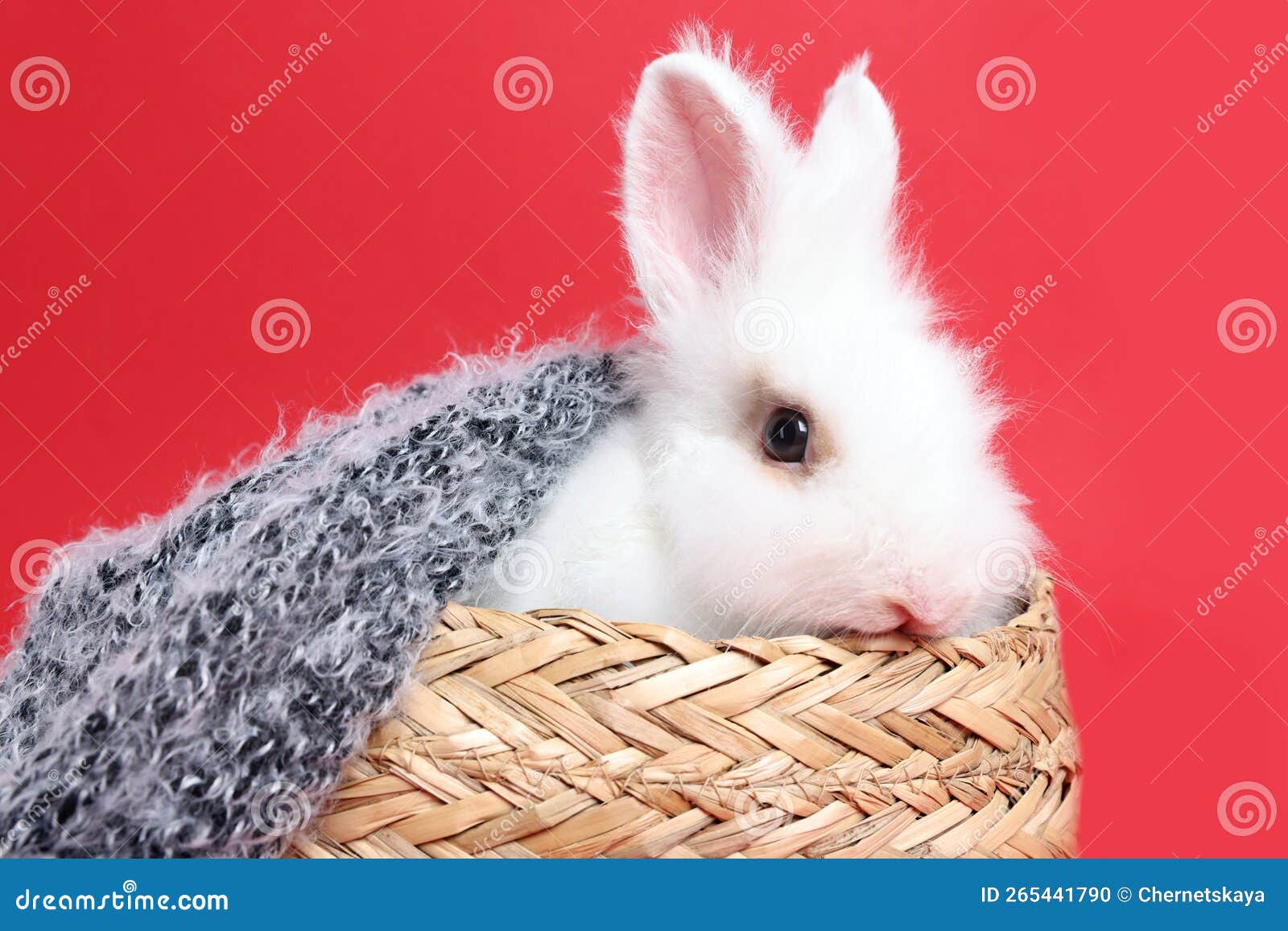 Fluffy White Rabbit Wrapped in Soft Blanket on Red Background. Cute Pet ...