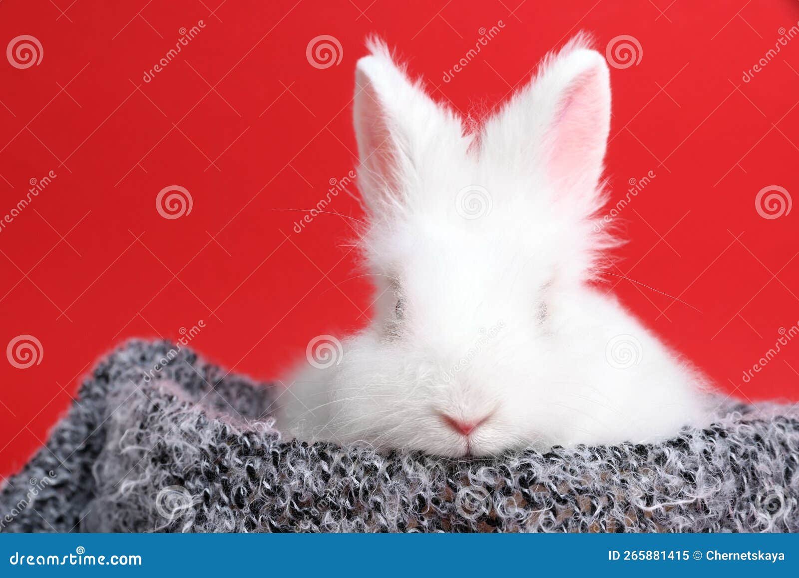 Fluffy White Rabbit Wrapped in Soft Blanket on Red Background. Cute Pet ...