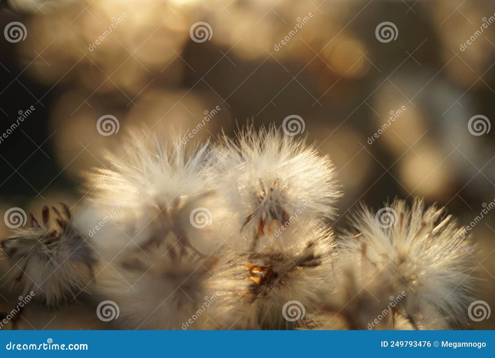 Fluffy White Round Flowers, Floral Sunny Background Stock Photo - Image ...