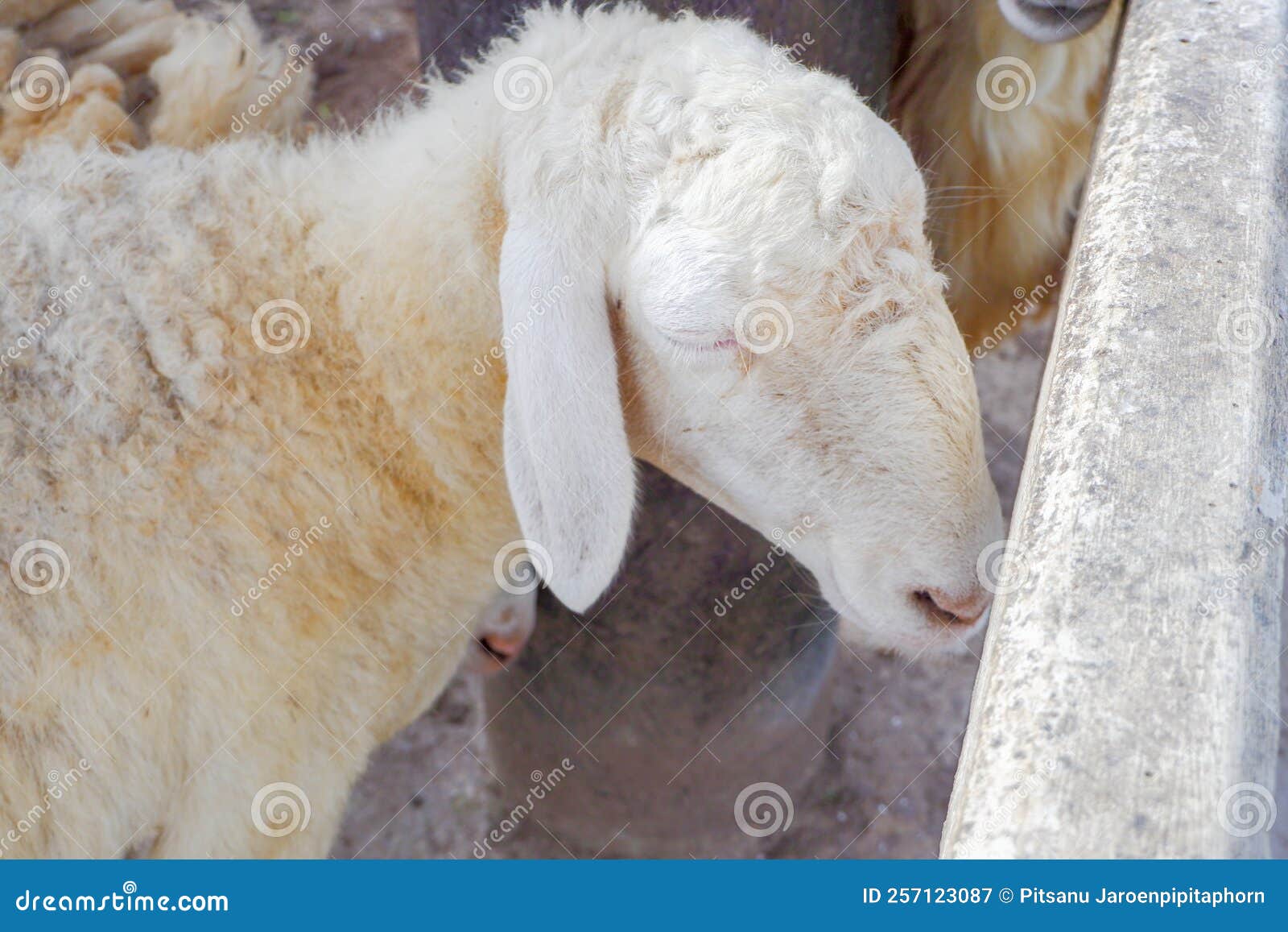Fluffy White Sheep in the Zoo Stock Image - Image of goat, agriculture ...