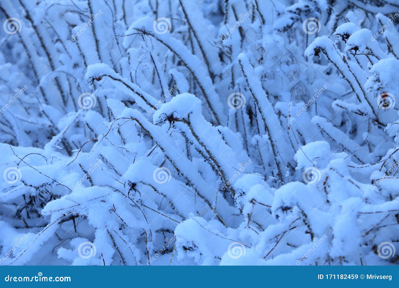 Fluffy white snow stock image. Image of covered, weather - 171182459