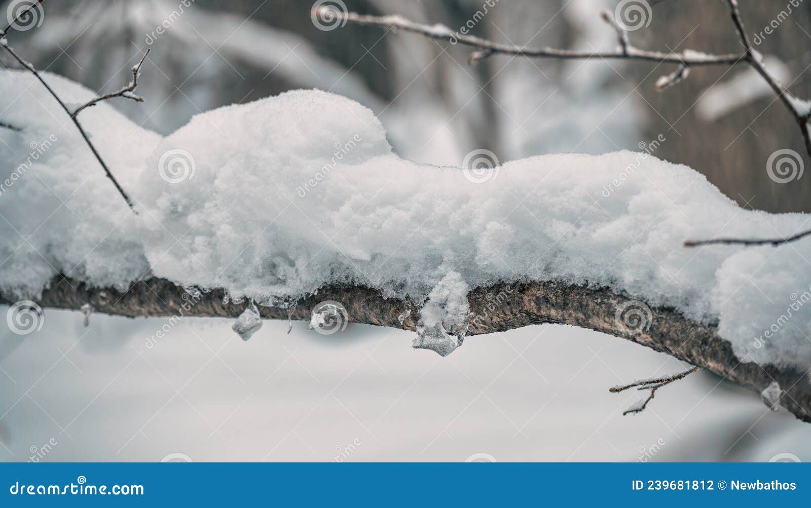 Fluffy White Snow Bumps and Ice on a Tree Branch in the Forest Stock ...