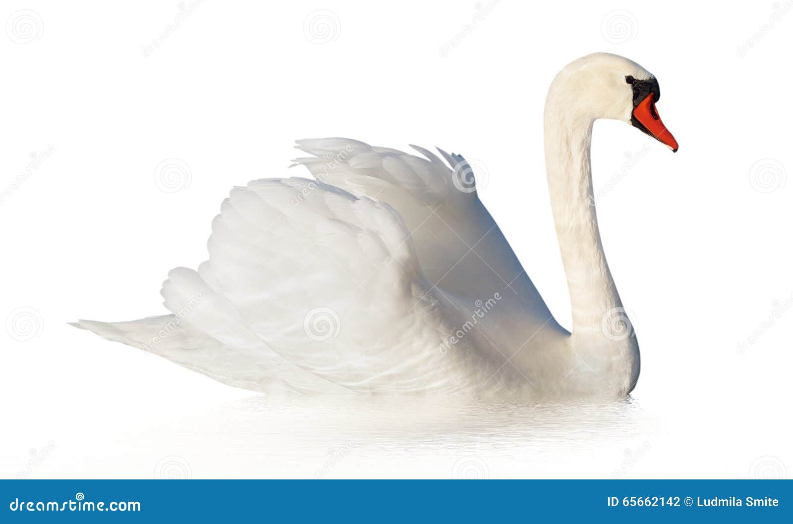 Fluffy white swan. stock photo. Image of elegance, purity - 65662142