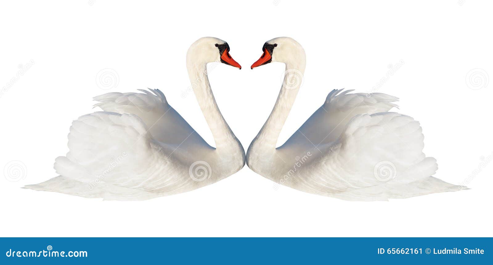 Fluffy white swan. stock image. Image of white, feather - 65662161