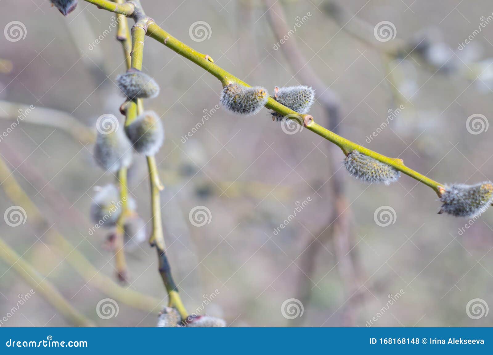 Fluffy Willow Buds on Tree Branches in Spring. Soft Focus, Selective ...
