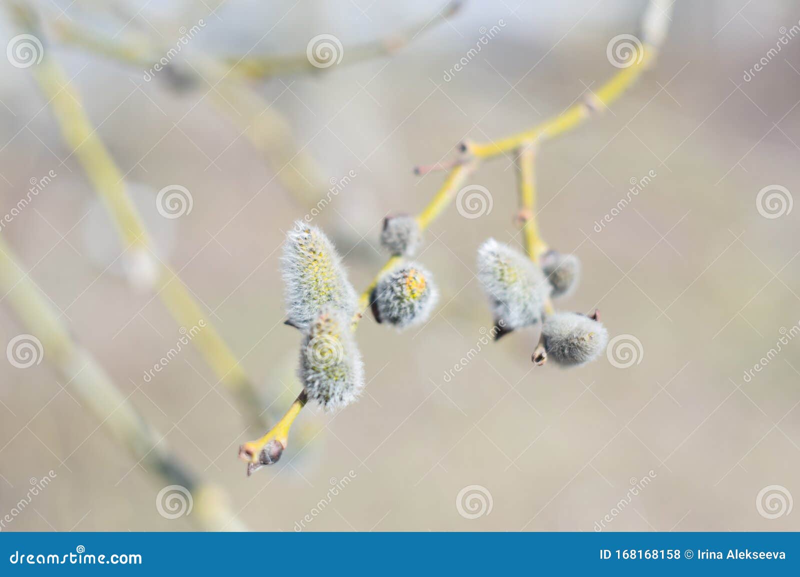 Fluffy Willow Buds on Tree Branches in Spring. Soft Focus, Selective ...