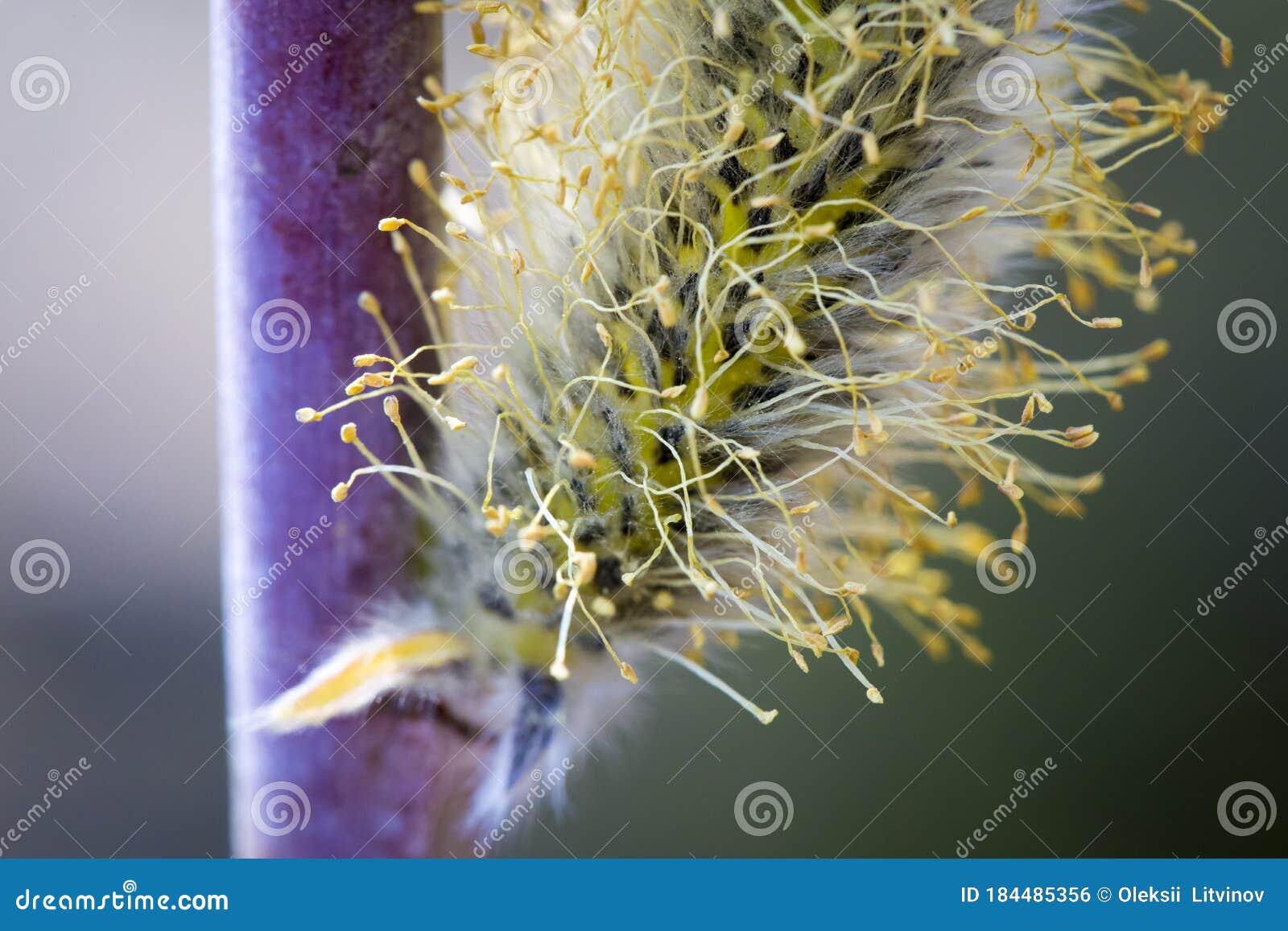 Fluffy Willow Buds on a Tree in Early Spring Stock Photo - Image of ...