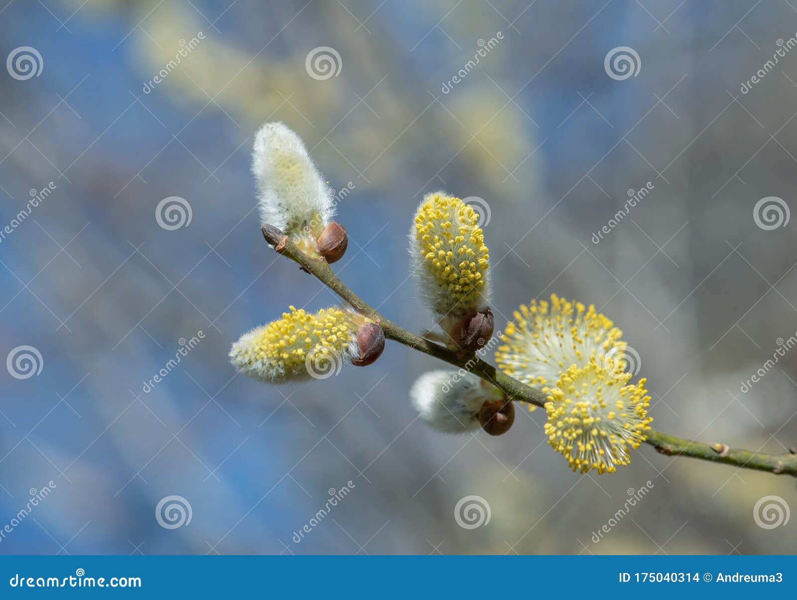 Willow catkin and flowers stock photo. Image of life - 175040314