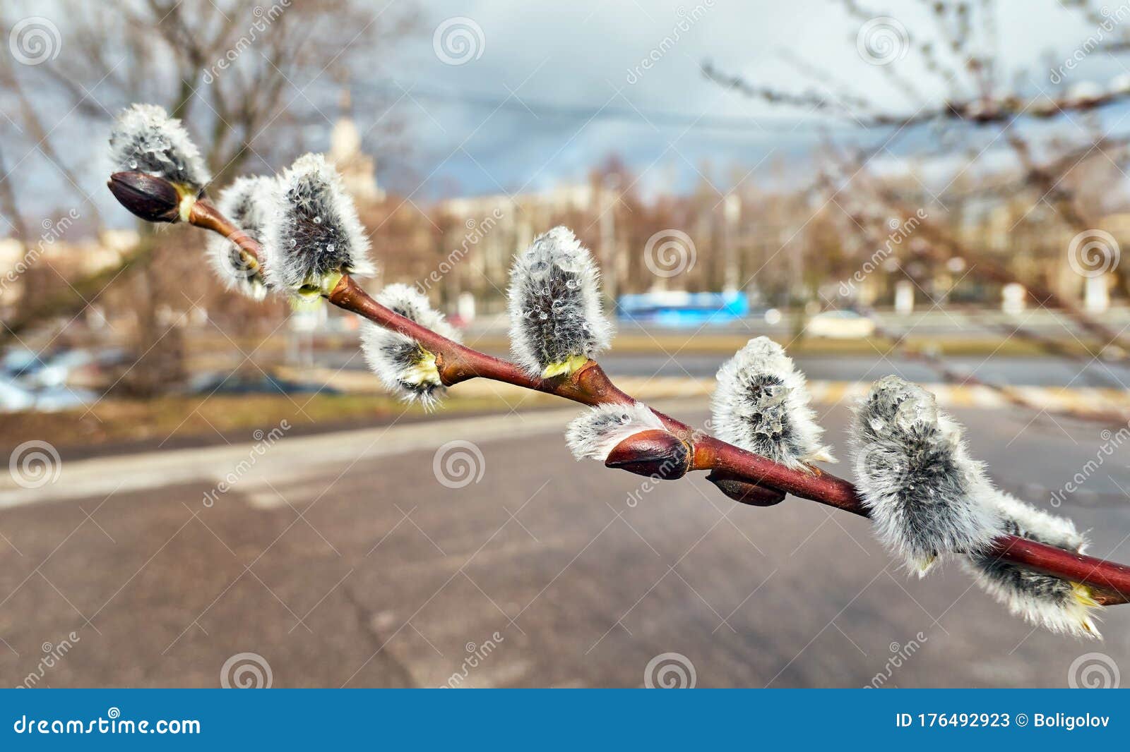 Fluffy Willow with Rain Drops Close Up in Spring Stock Image - Image of ...