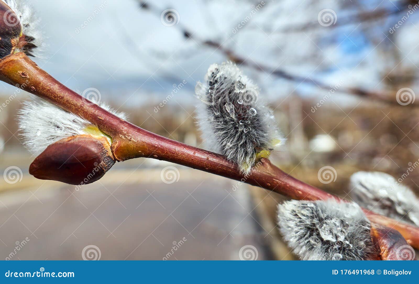 Fluffy Willow with Rain Drops Close Up in Spring Stock Photo - Image of ...