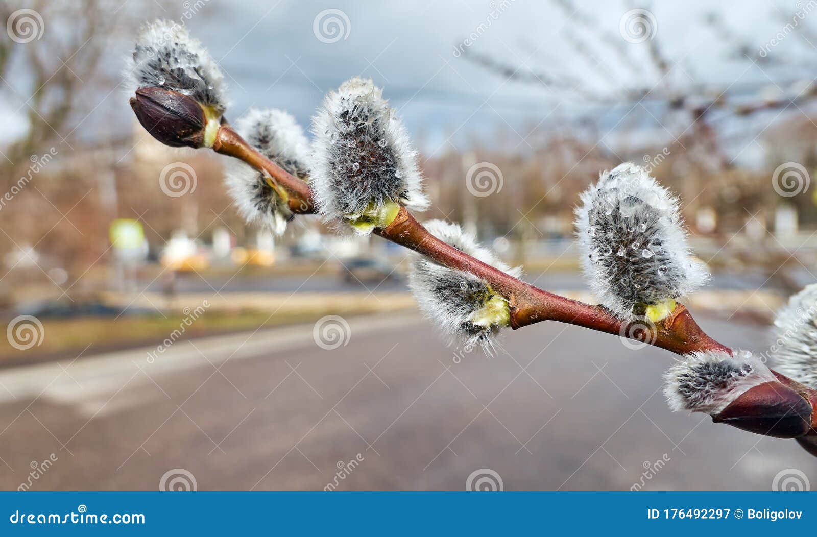 Fluffy Willow with Rain Drops Close Up in Spring Stock Image - Image of ...