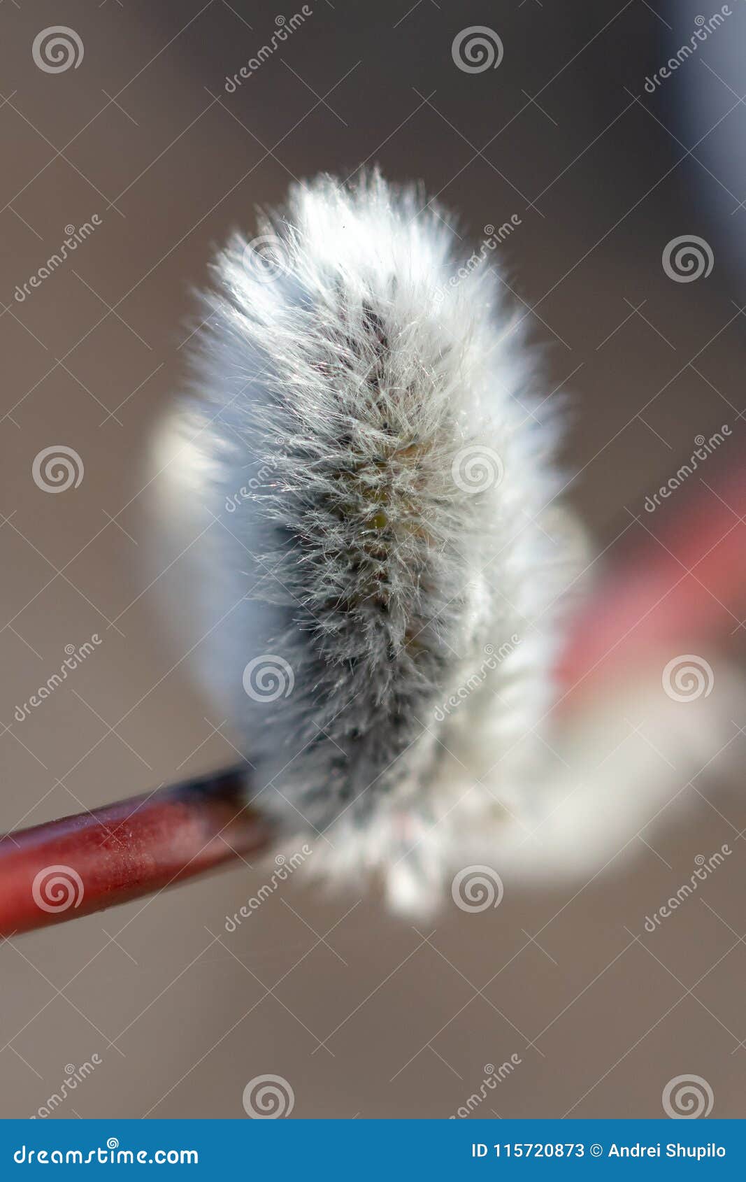 Fluffy Willow on a Tree in the Park Stock Image - Image of gray, easter ...
